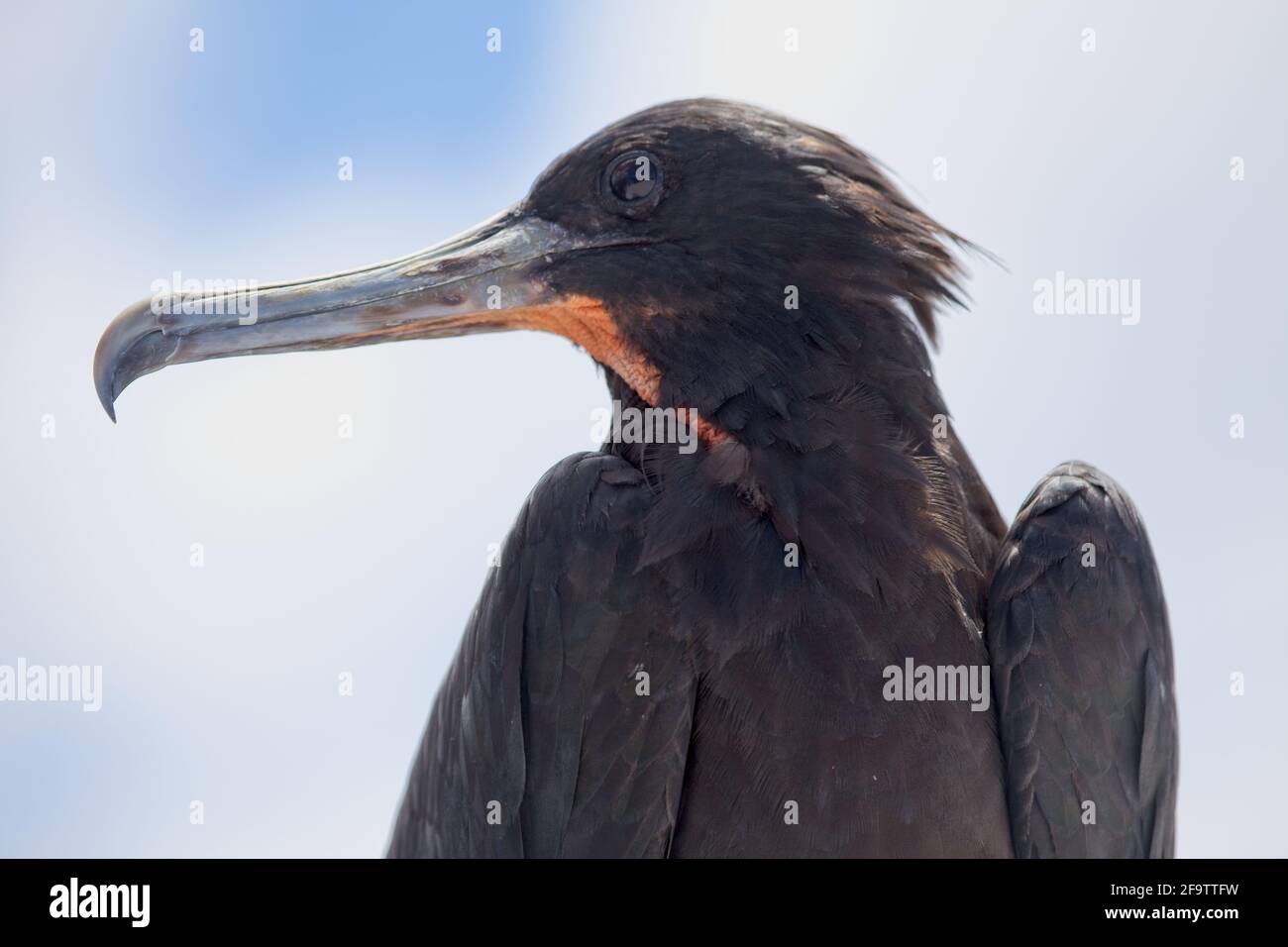Magnificent bird of paradise hi-res stock photography and images - Alamy
