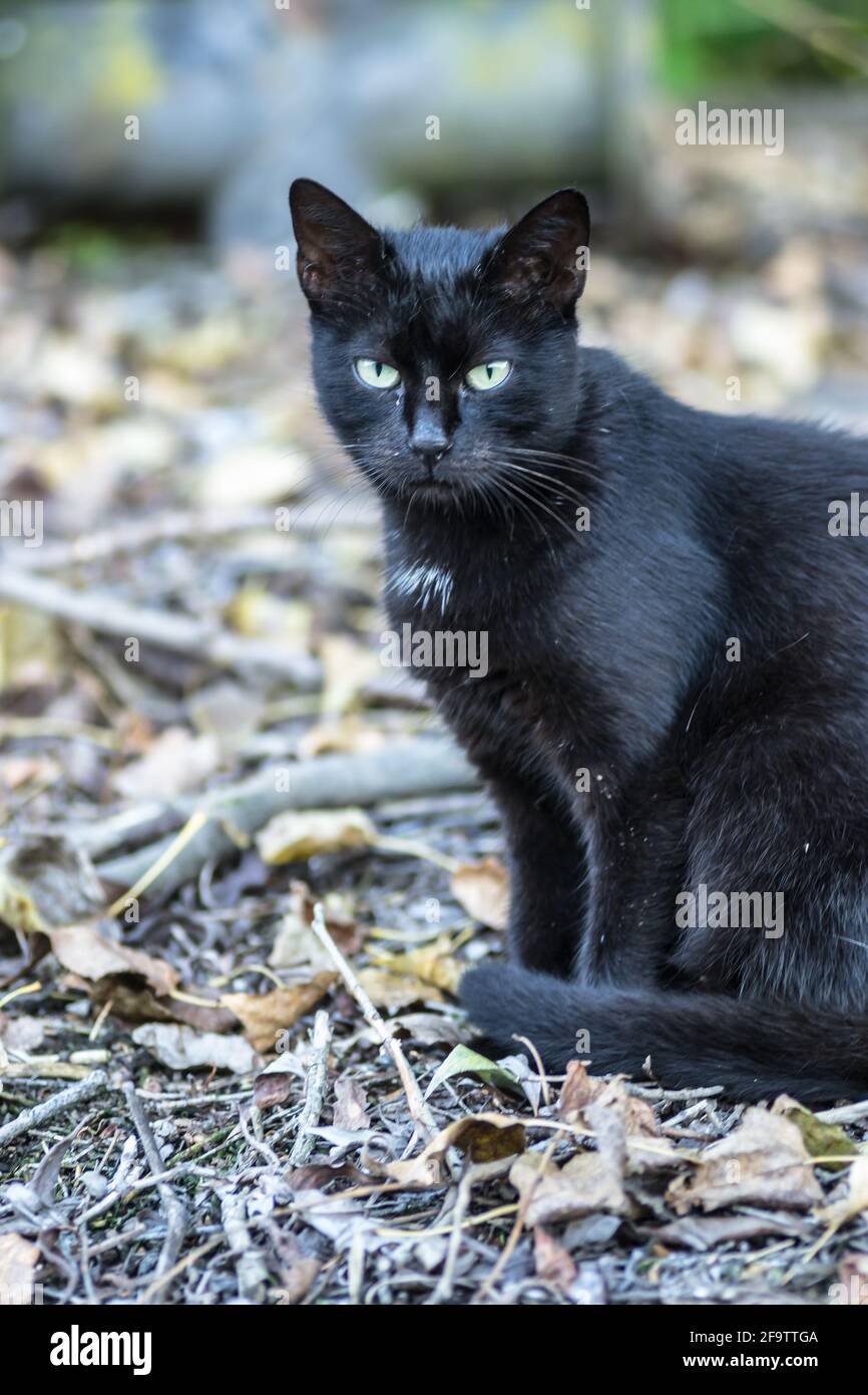 Black Cat at the wreckage of the old tankers Stock Photo - Alamy