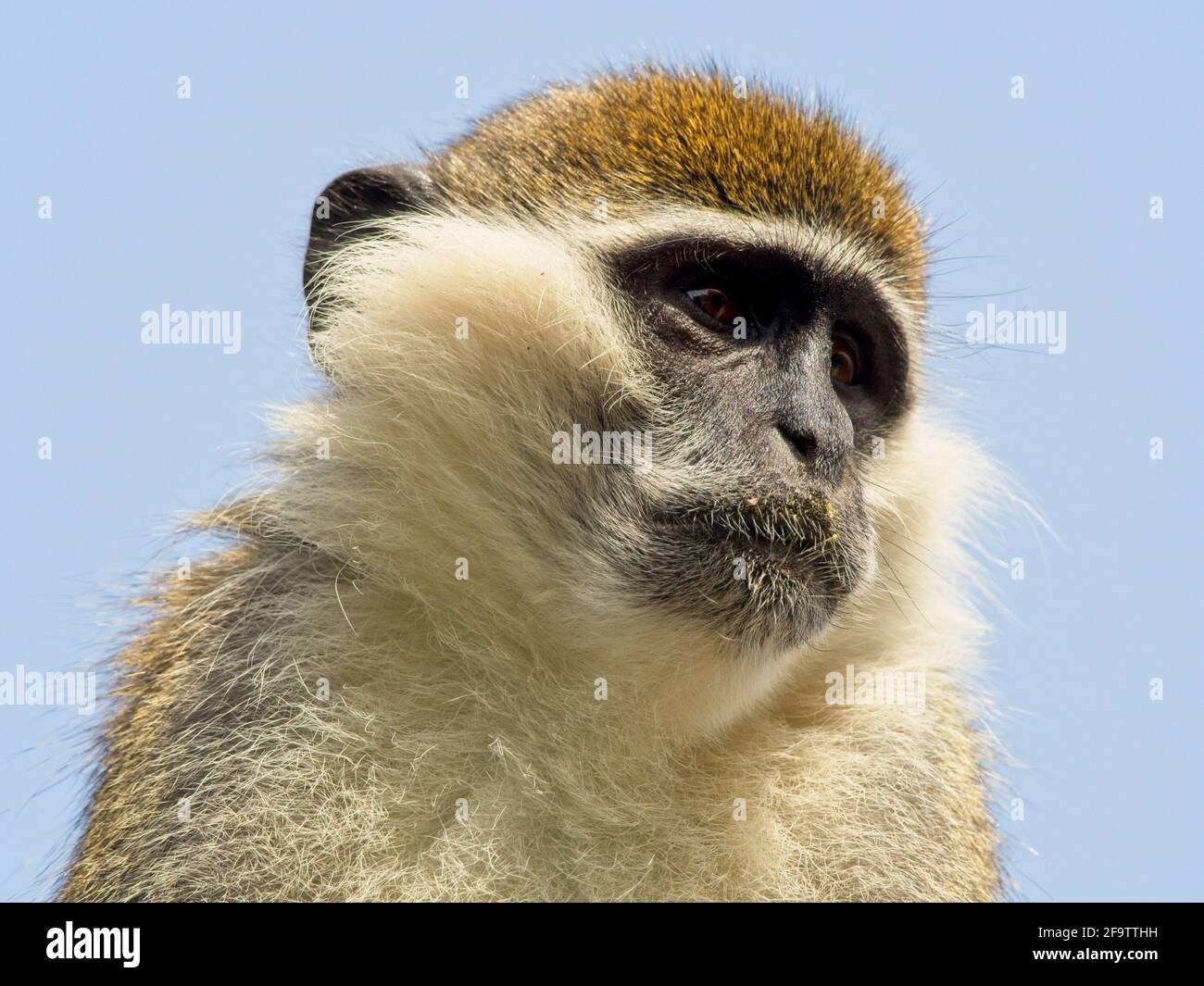 Monkey looking at the camera hi-res stock photography and images - Alamy