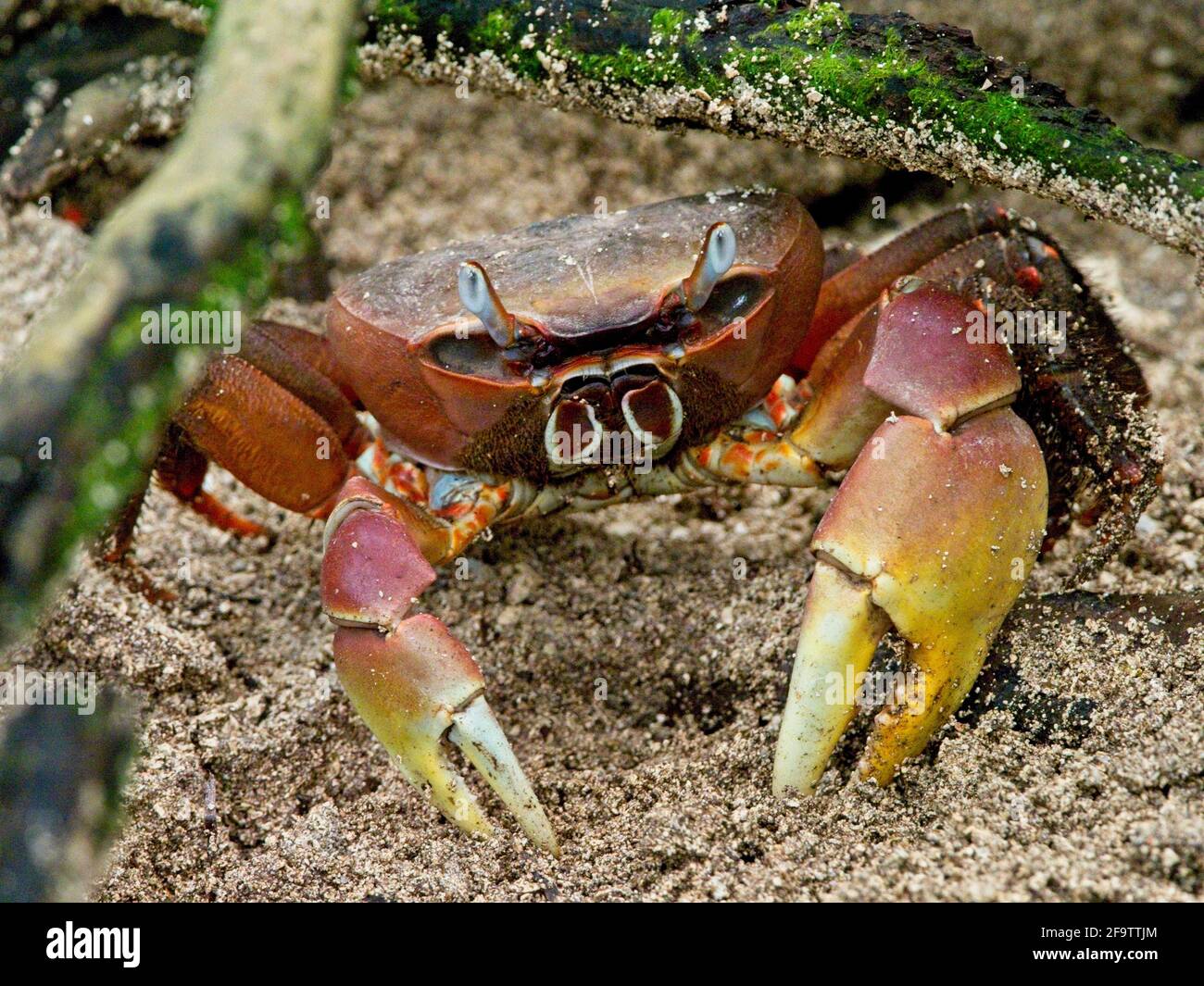 Giant Enemy Crab Hungry Shark