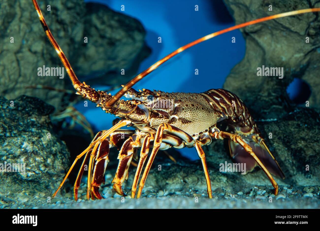 Palinurus Elephas High Resolution Stock Photography and Images - Alamy