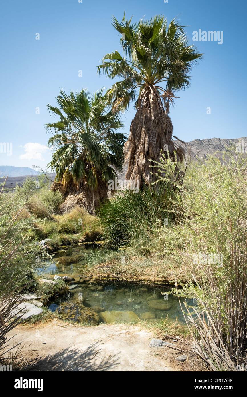 The natural spring in Saline Valley in Death Valley National Park Stock ...