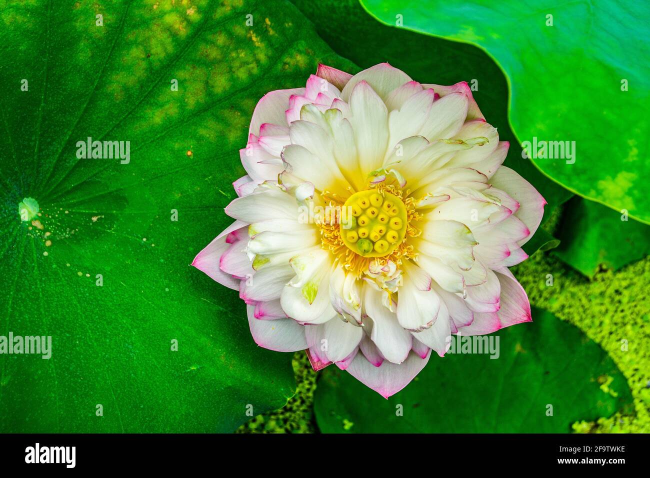 Louts closeup in summer Stock Photo - Alamy