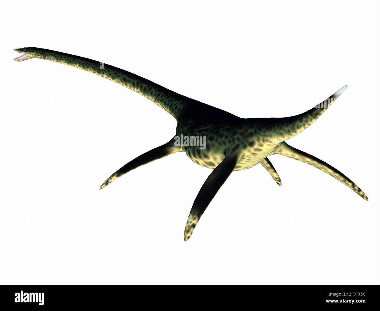 Plesiosaur High Resolution Stock Photography and Images - Alamy