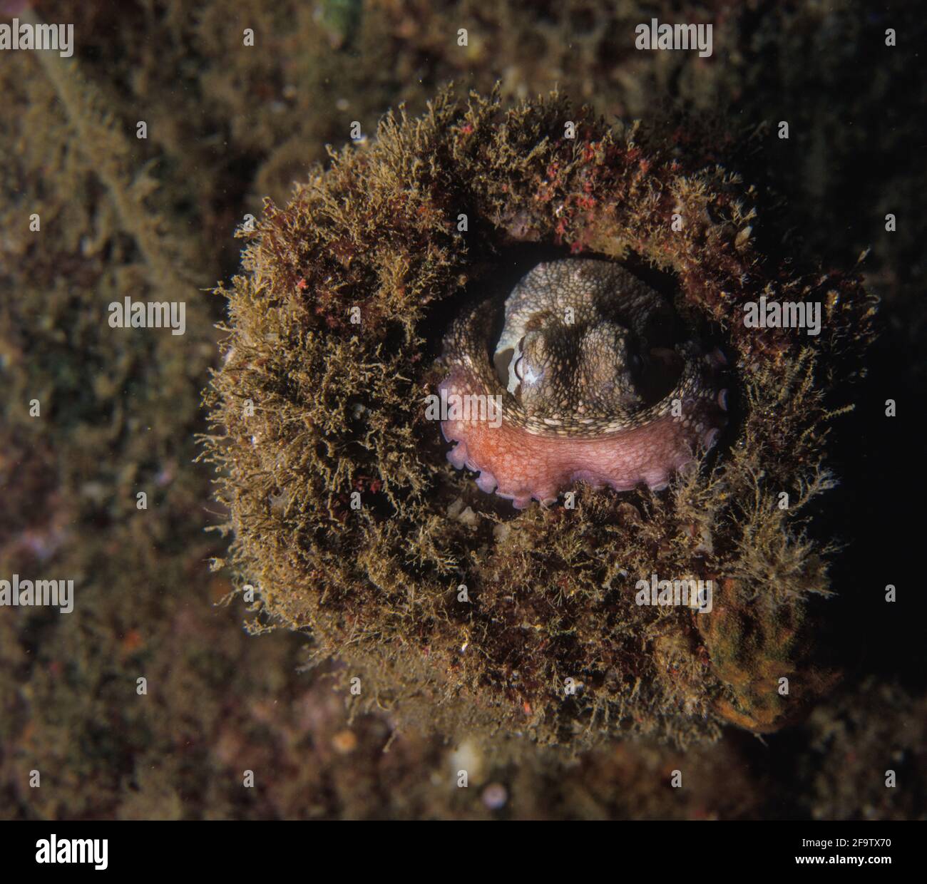 Common Atlantic Octopus High Resolution Stock Photography and Images ...