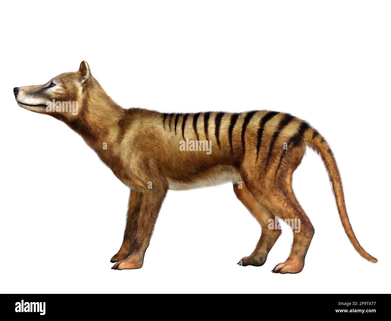 The extinct Thylacine Marsupial Tiger was a predatory animal that lived ...