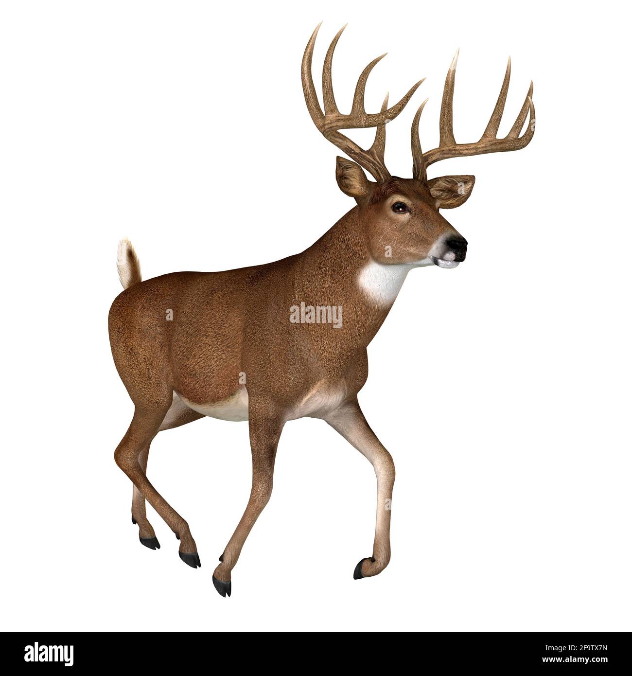 The Whitetail deer is a herbivorous ruminant mammal that lives in North ...