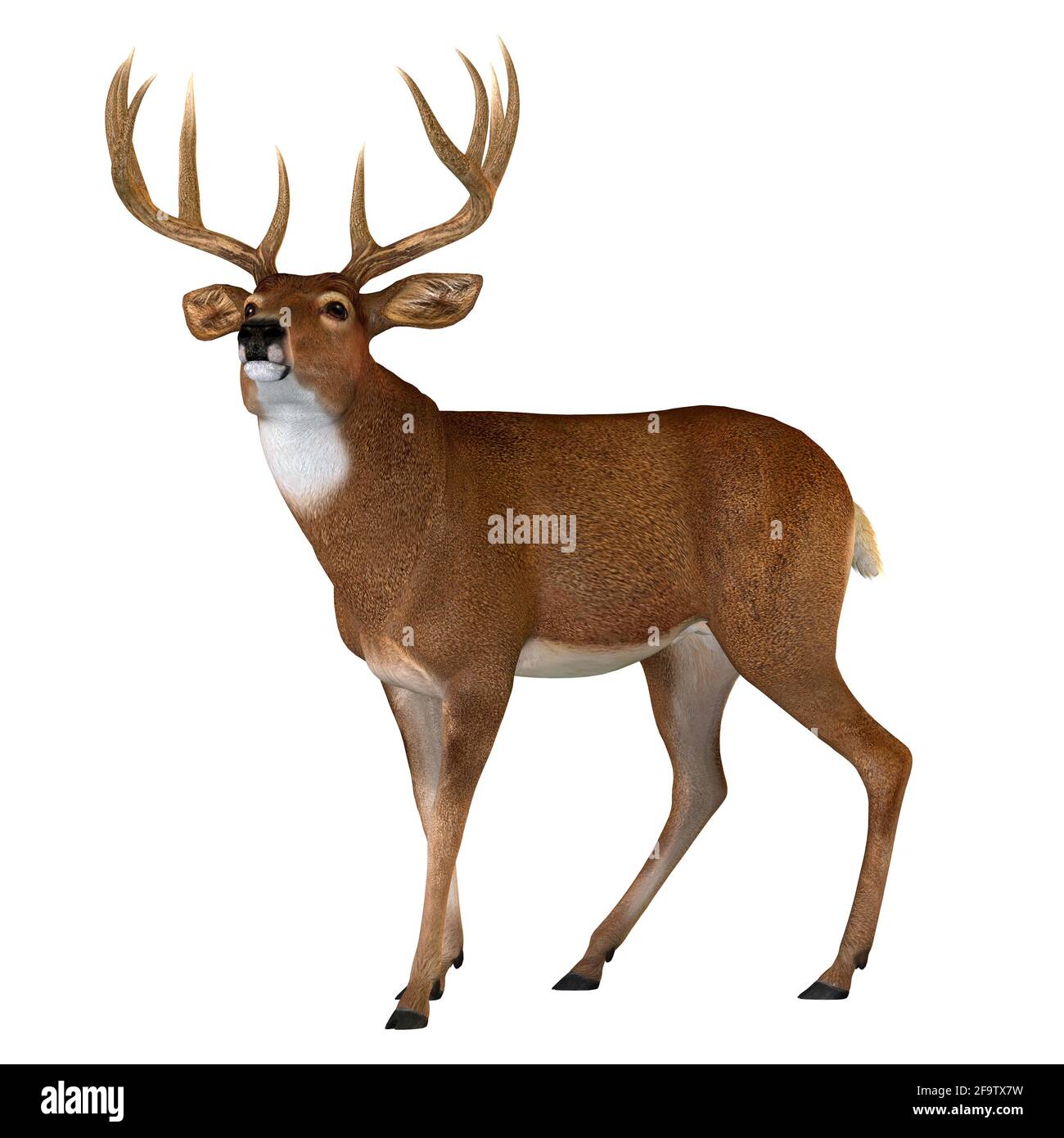 Deer Hooves Standing