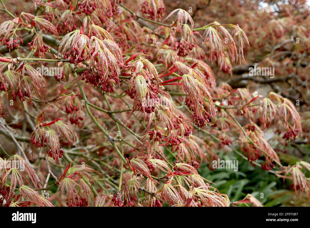 Acer palmatum dissectum ‘Atropurpureum’ Japanese cutleaf maple ...