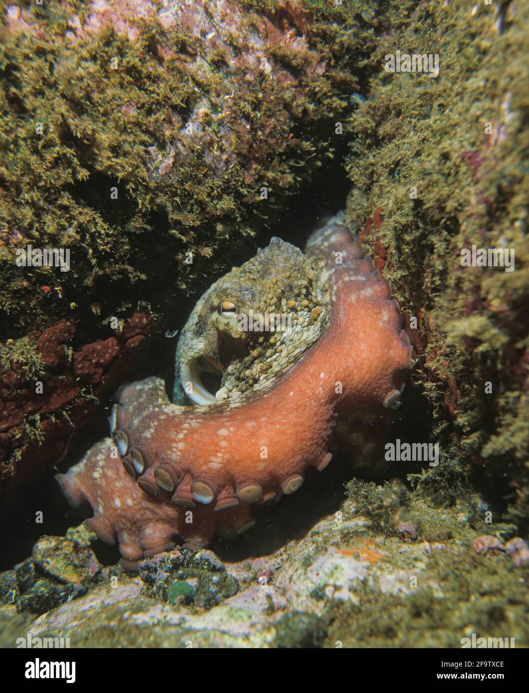 Common Atlantic Octopus High Resolution Stock Photography and Images ...