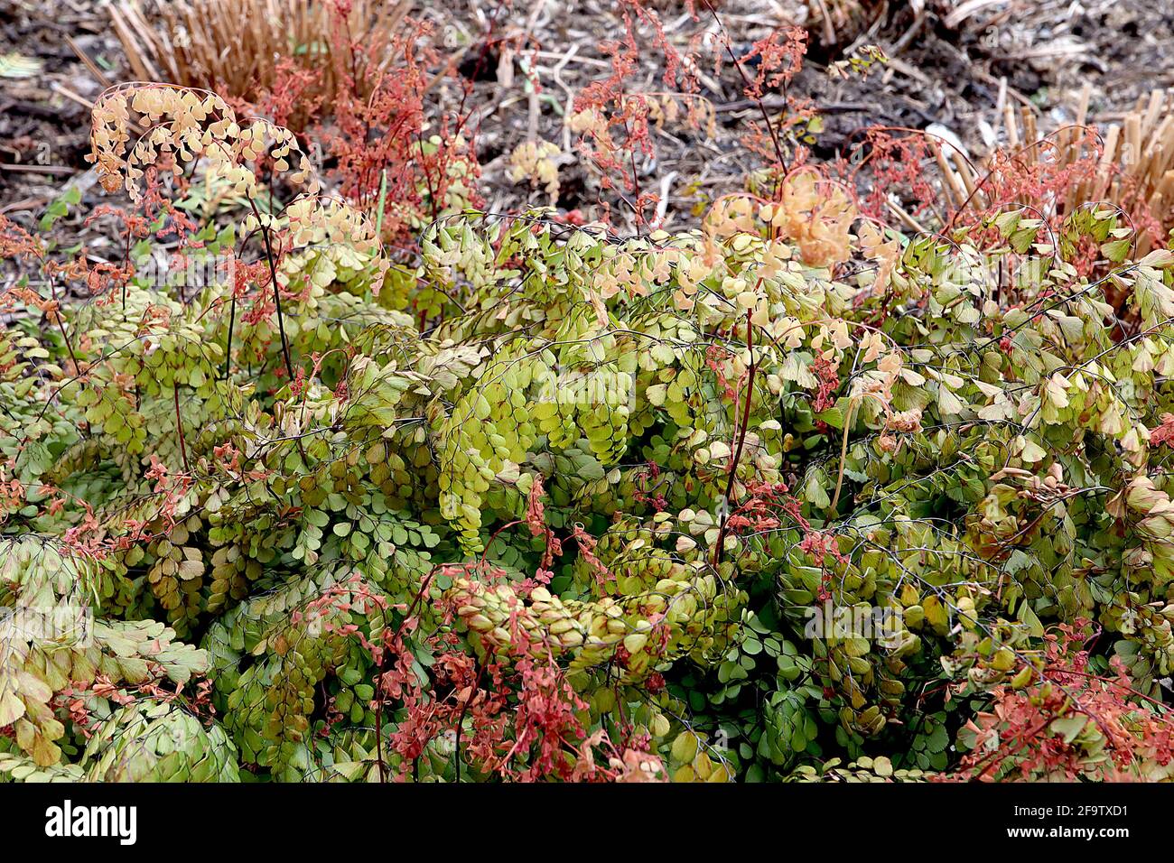 Wiry stalks hi-res stock photography and images - Alamy