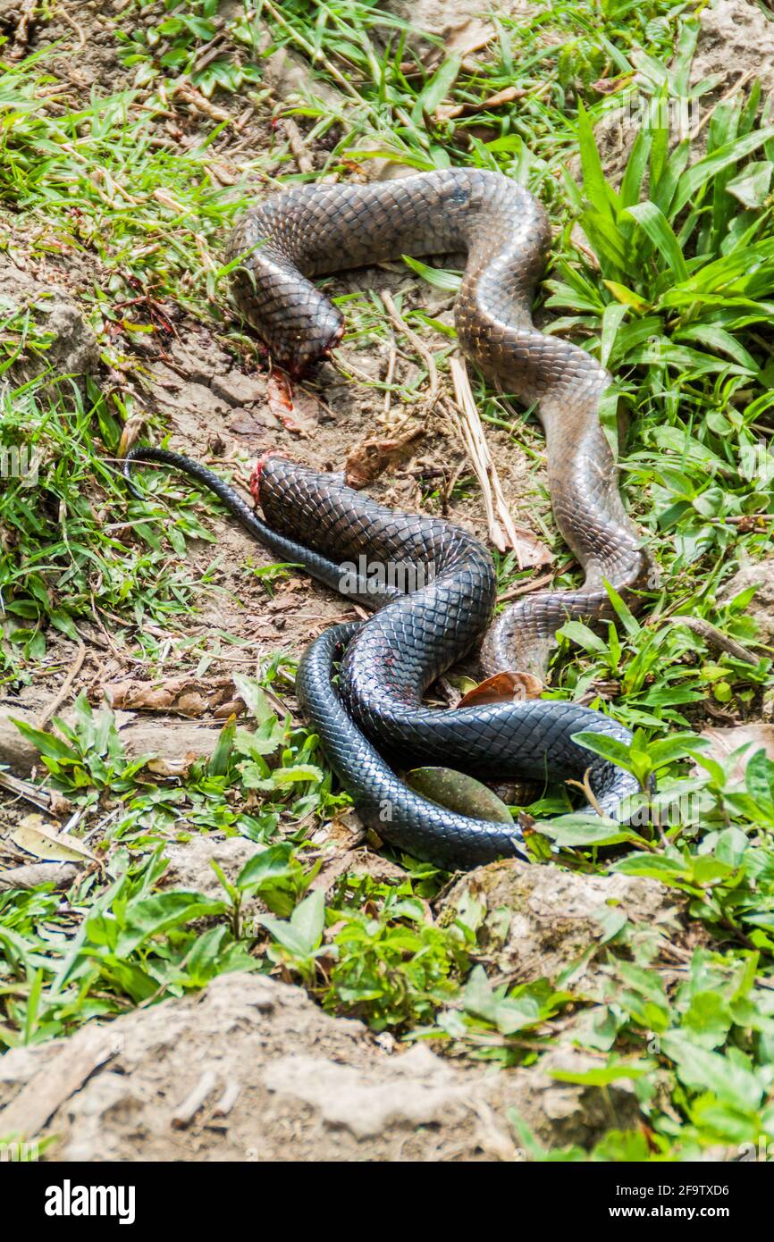Machete guatemala hi-res stock photography and images - Alamy