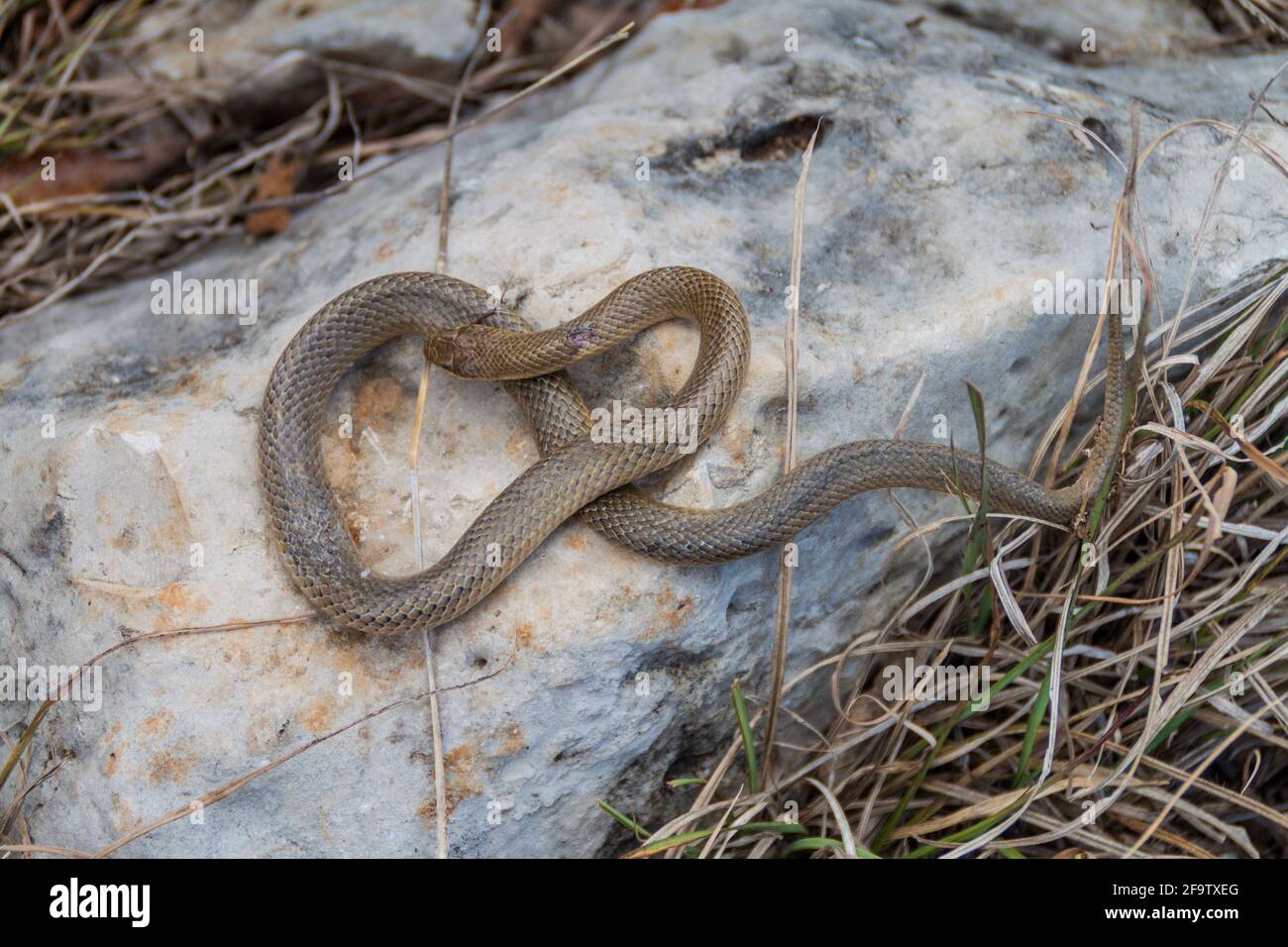 Dead Freminville's Scorpion-eating Snake Stenorrhina freminvillei ...