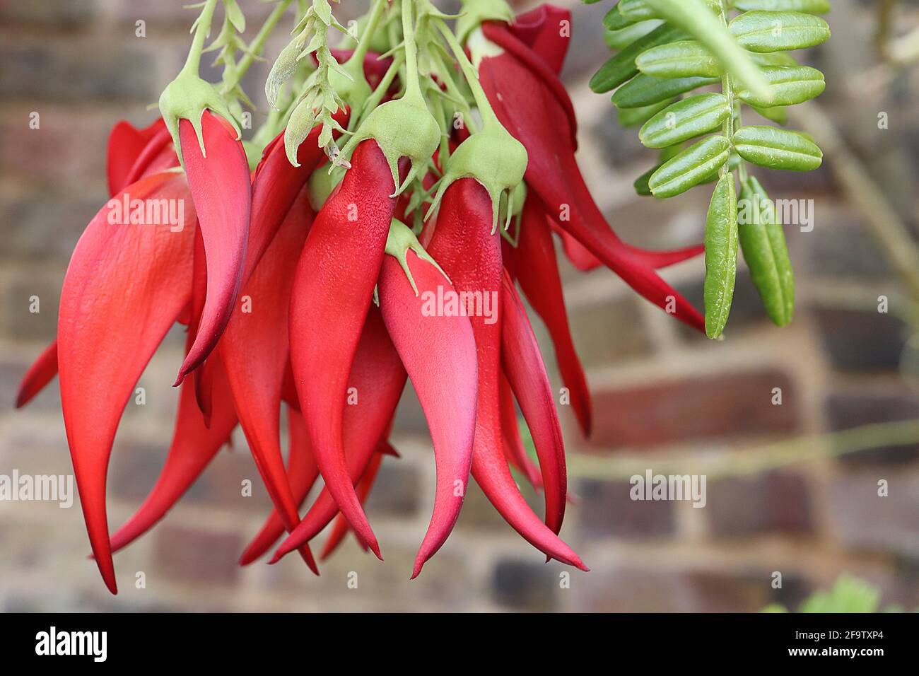 Clianthus maximus hi-res stock photography and images - Alamy