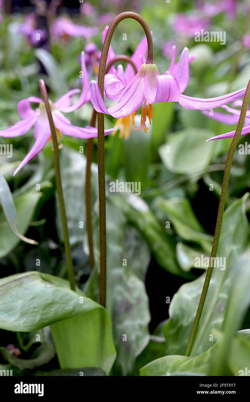 Erythronium revolutum mahogany fawn lily - wide pink bell-shaped ...