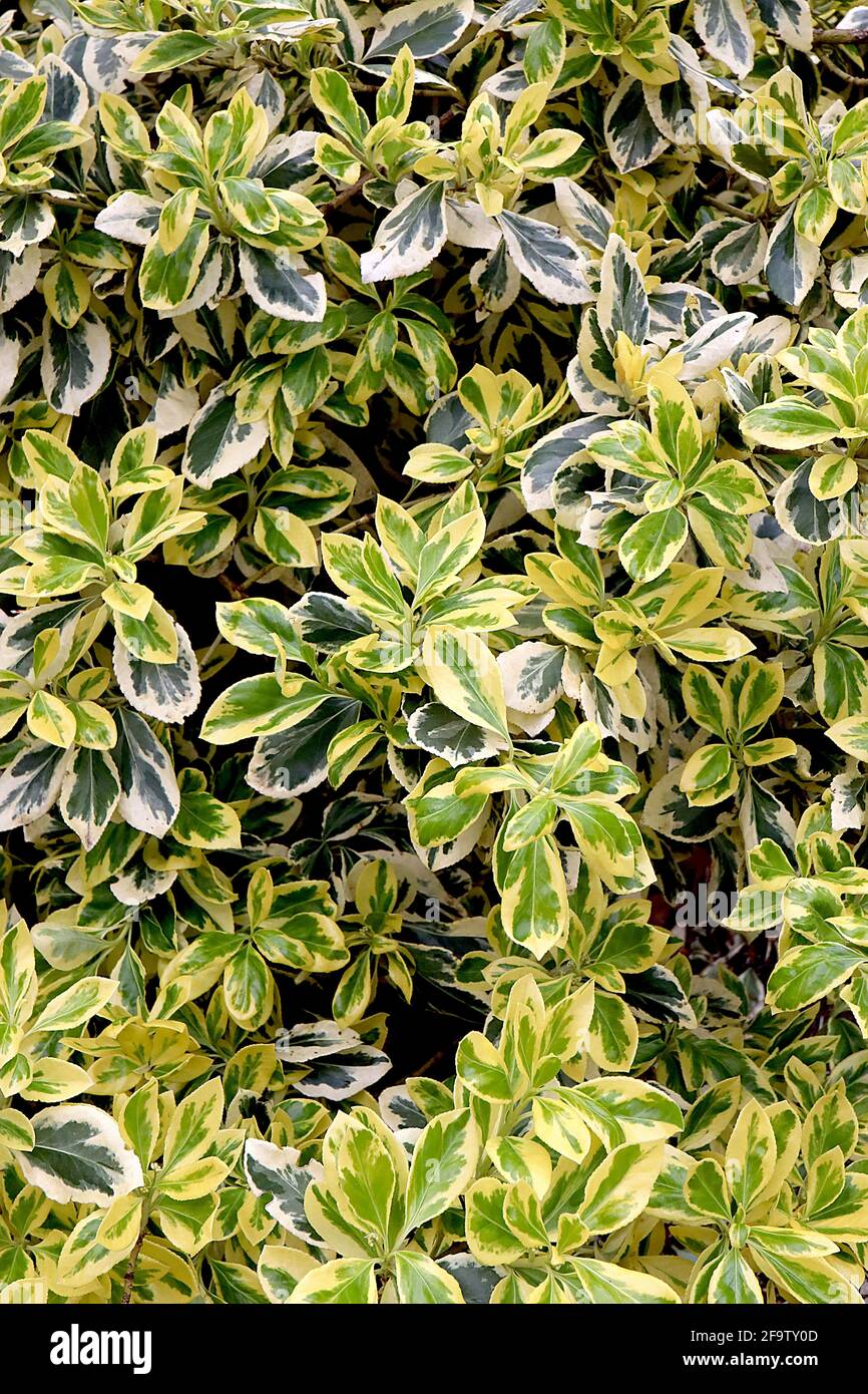 Euonymus fortunei ‘Gracilis’ Fortune’s spindle Gracilis – yellow leaves ...