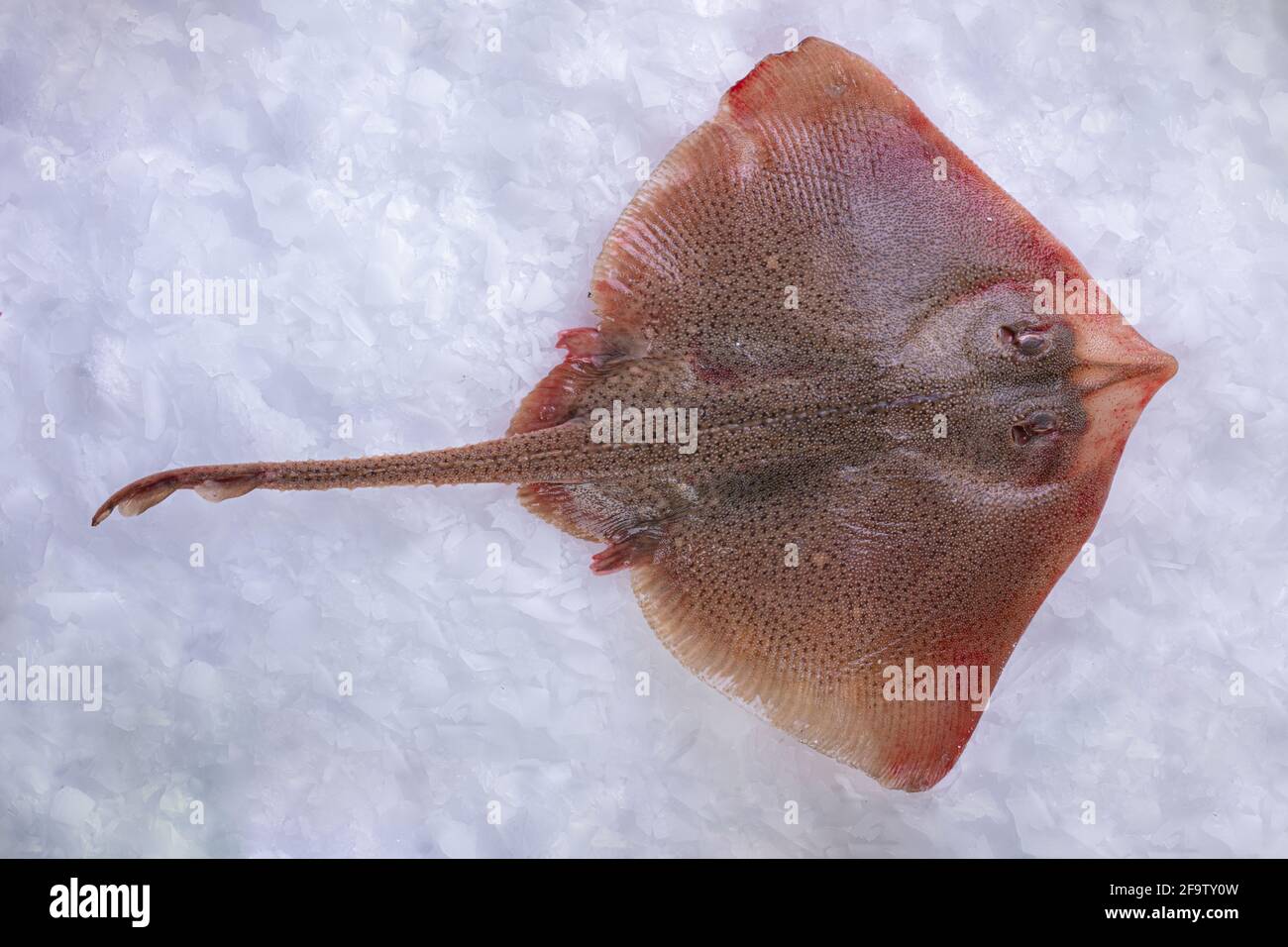 Skate fish hi-res stock photography and images - Alamy