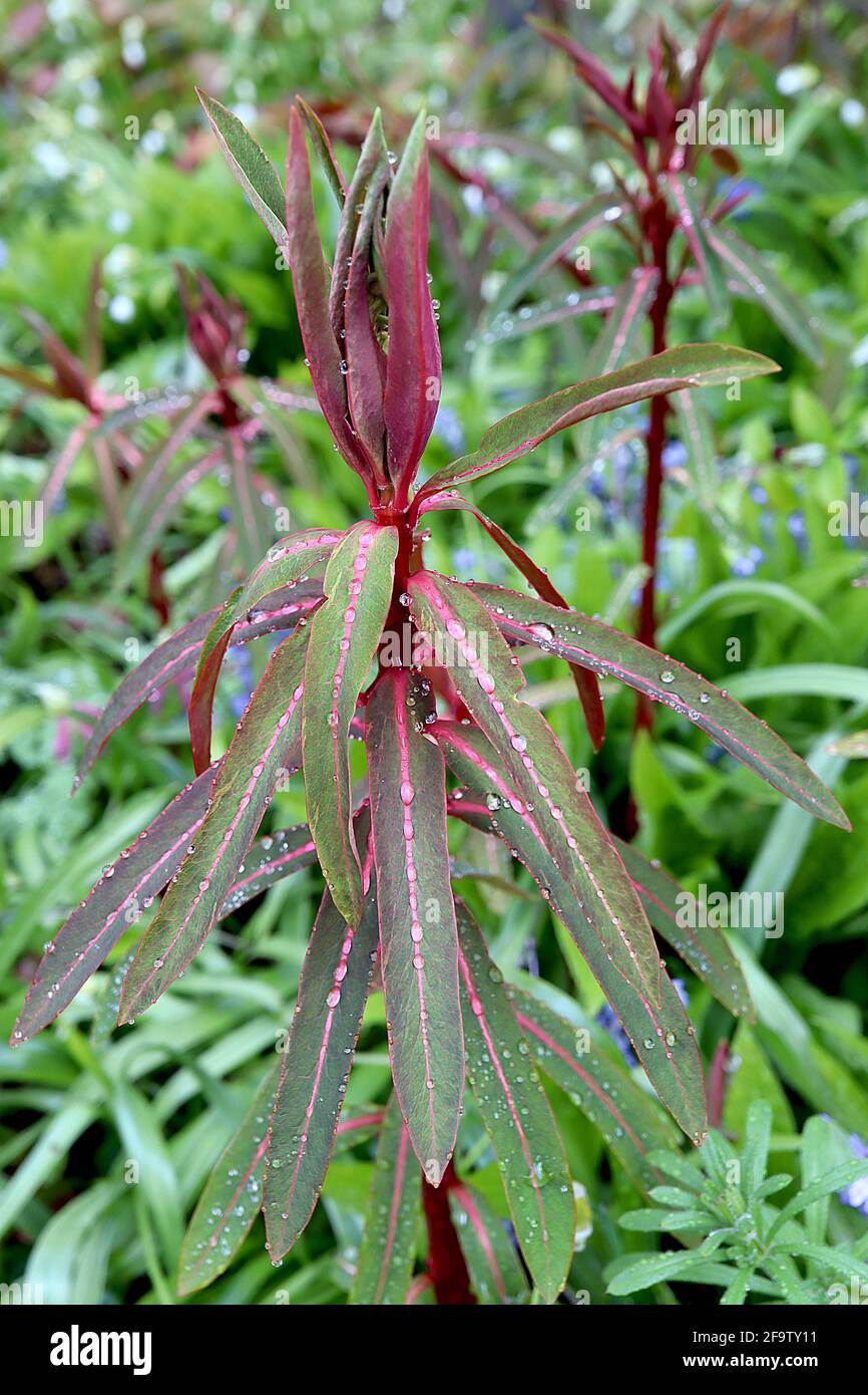 Euphorbia griffithii ‘Dixter’ Spurge Dixter – dark green long elliptic ...