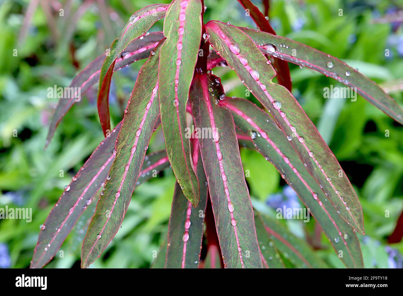 Euphorbia griffithii ‘Dixter’ Spurge Dixter – dark green long elliptic ...
