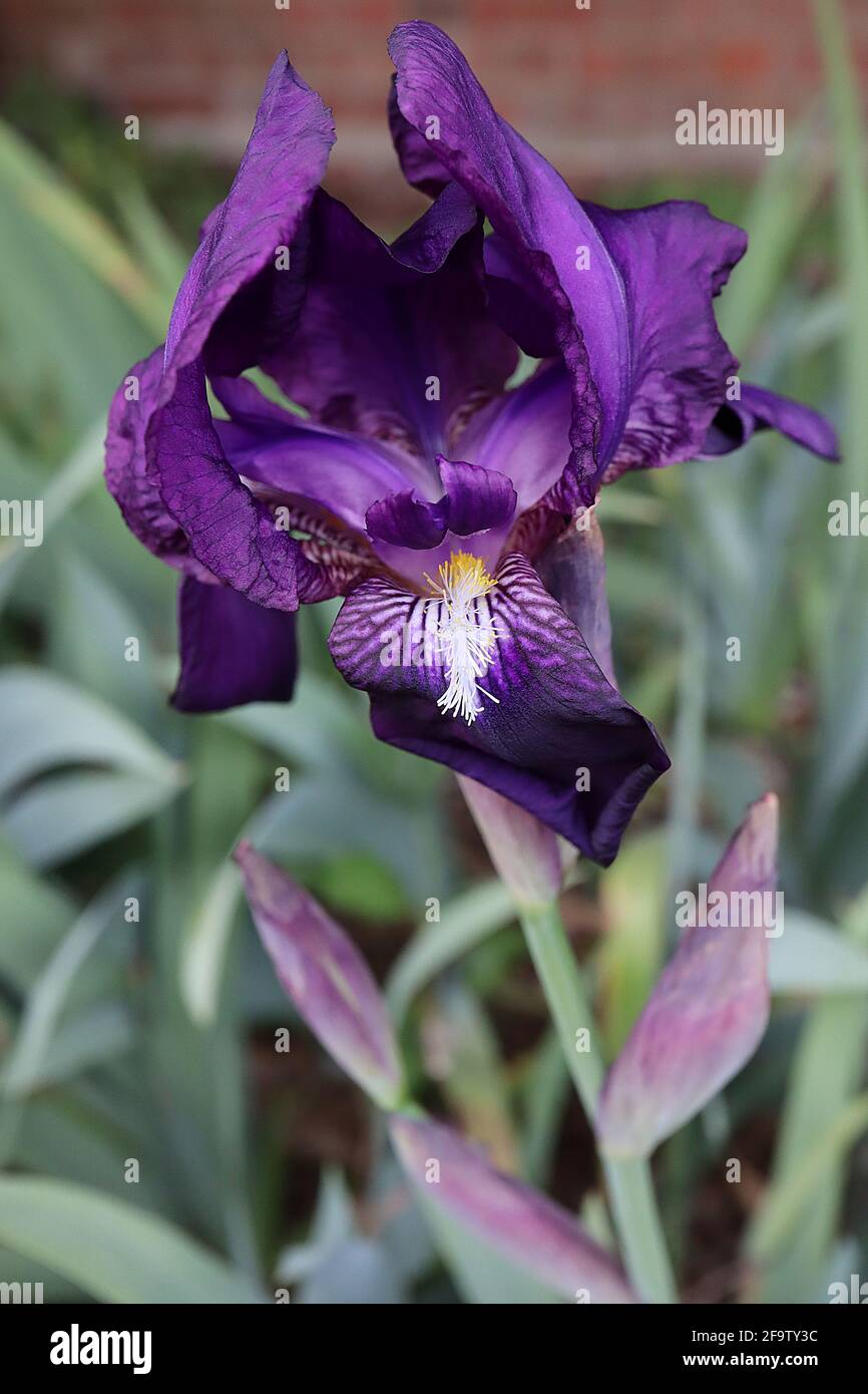 Tall bearded iris group hi-res stock photography and images - Alamy