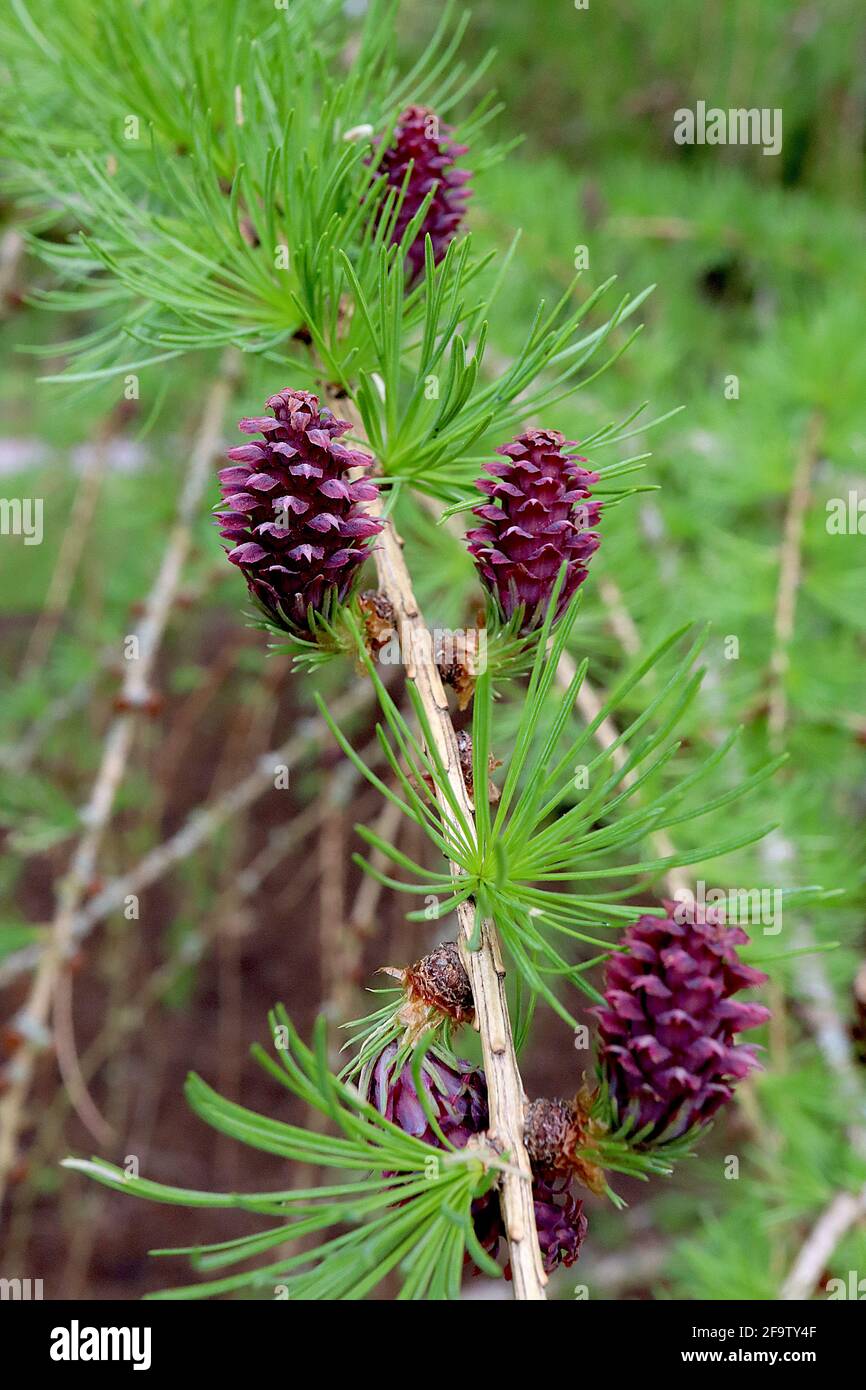 Soft needle like leaves hi-res stock photography and images - Alamy