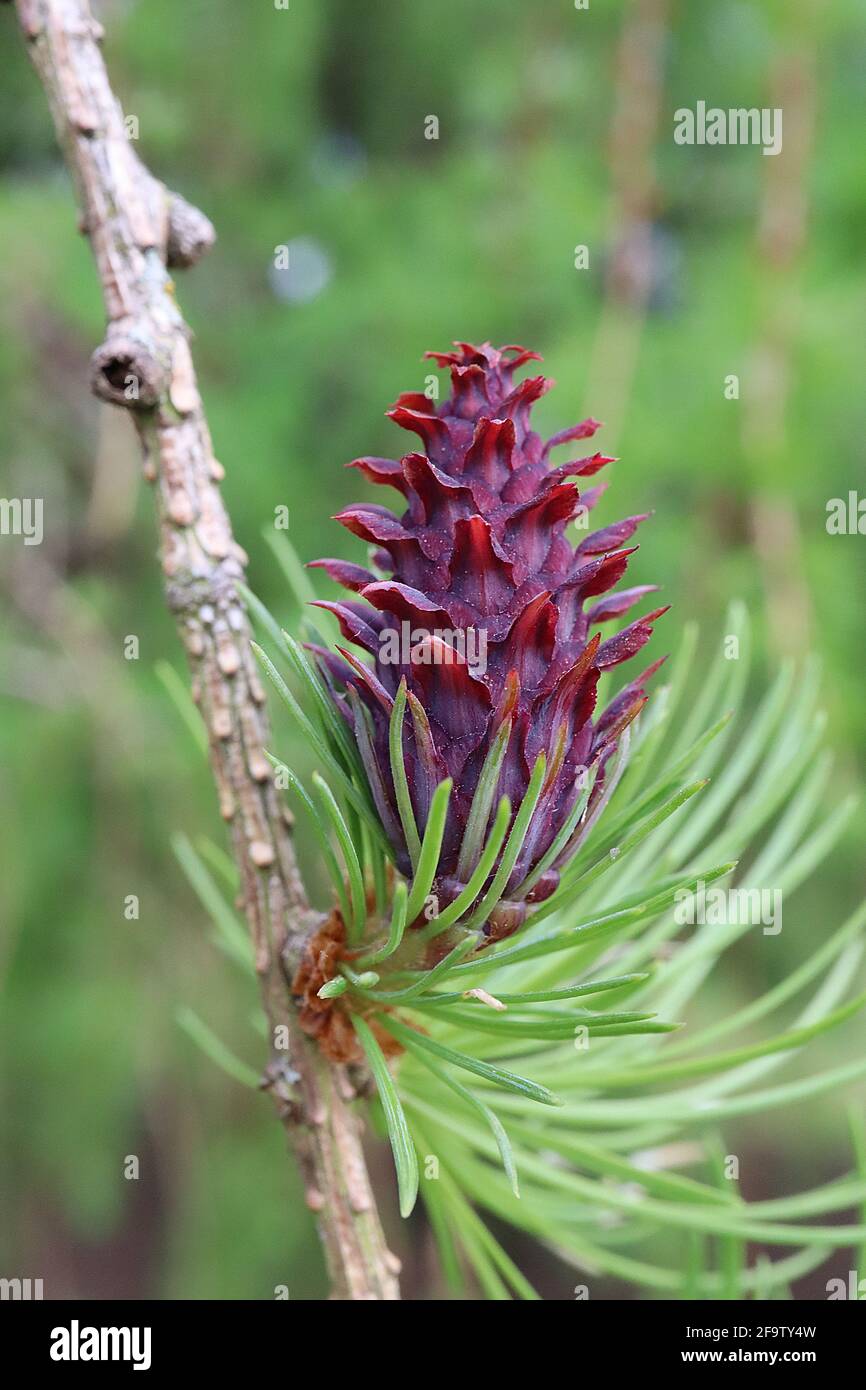 Ovoid conic cones hi-res stock photography and images - Alamy