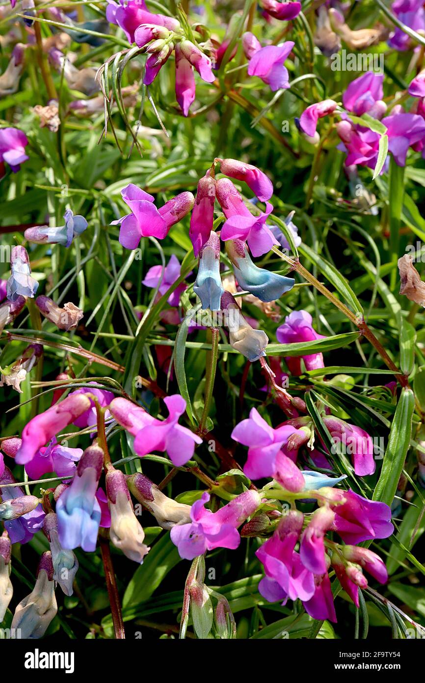 Grass pea hi-res stock photography and images - Alamy
