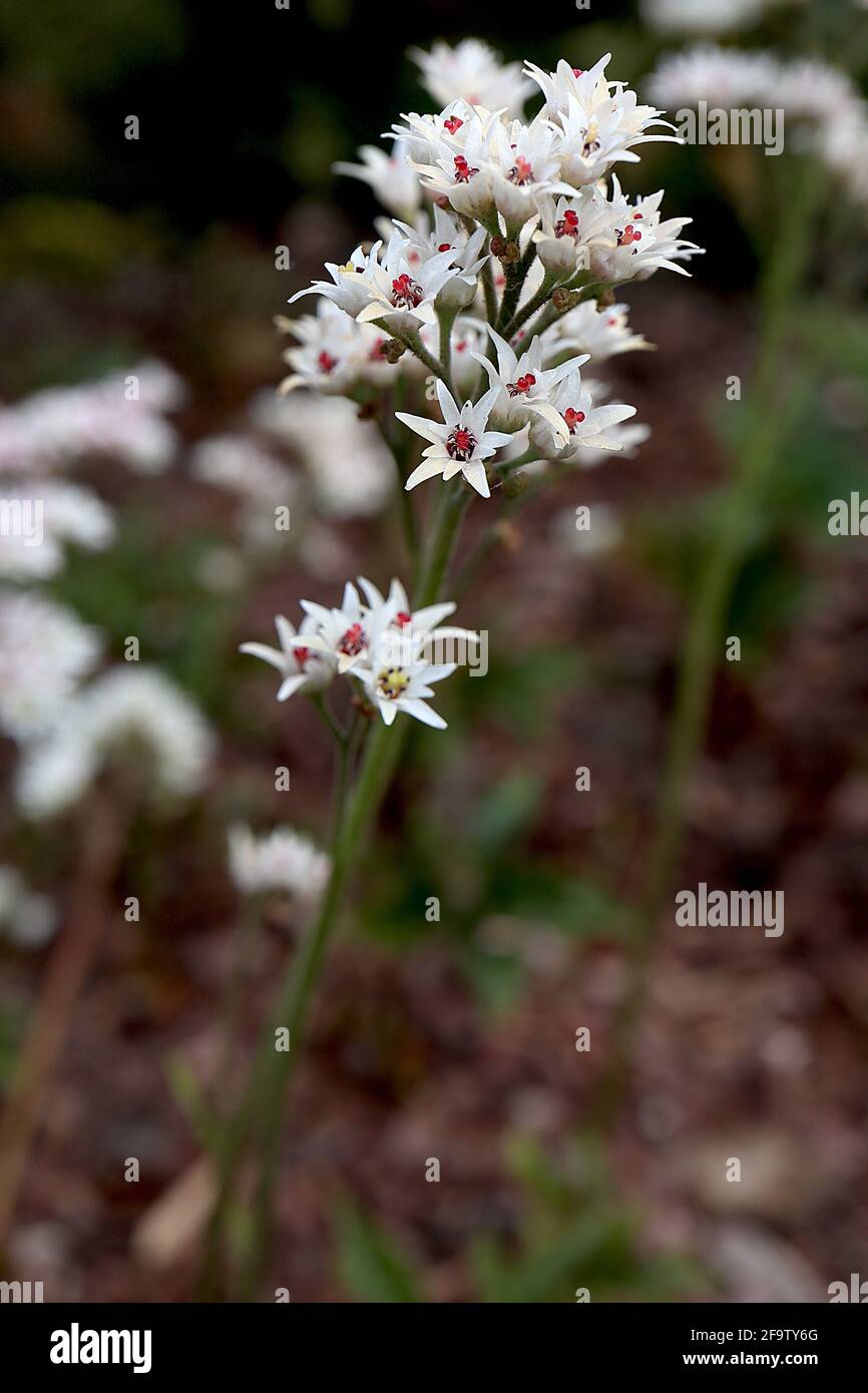 Star shaped red flowers hi-res stock photography and images - Alamy