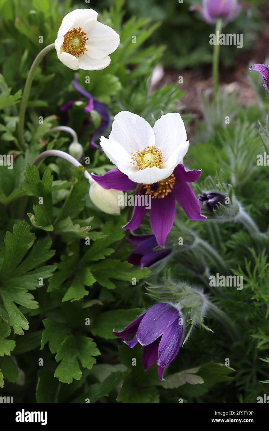 Hairy bell shaped flower hi-res stock photography and images - Alamy