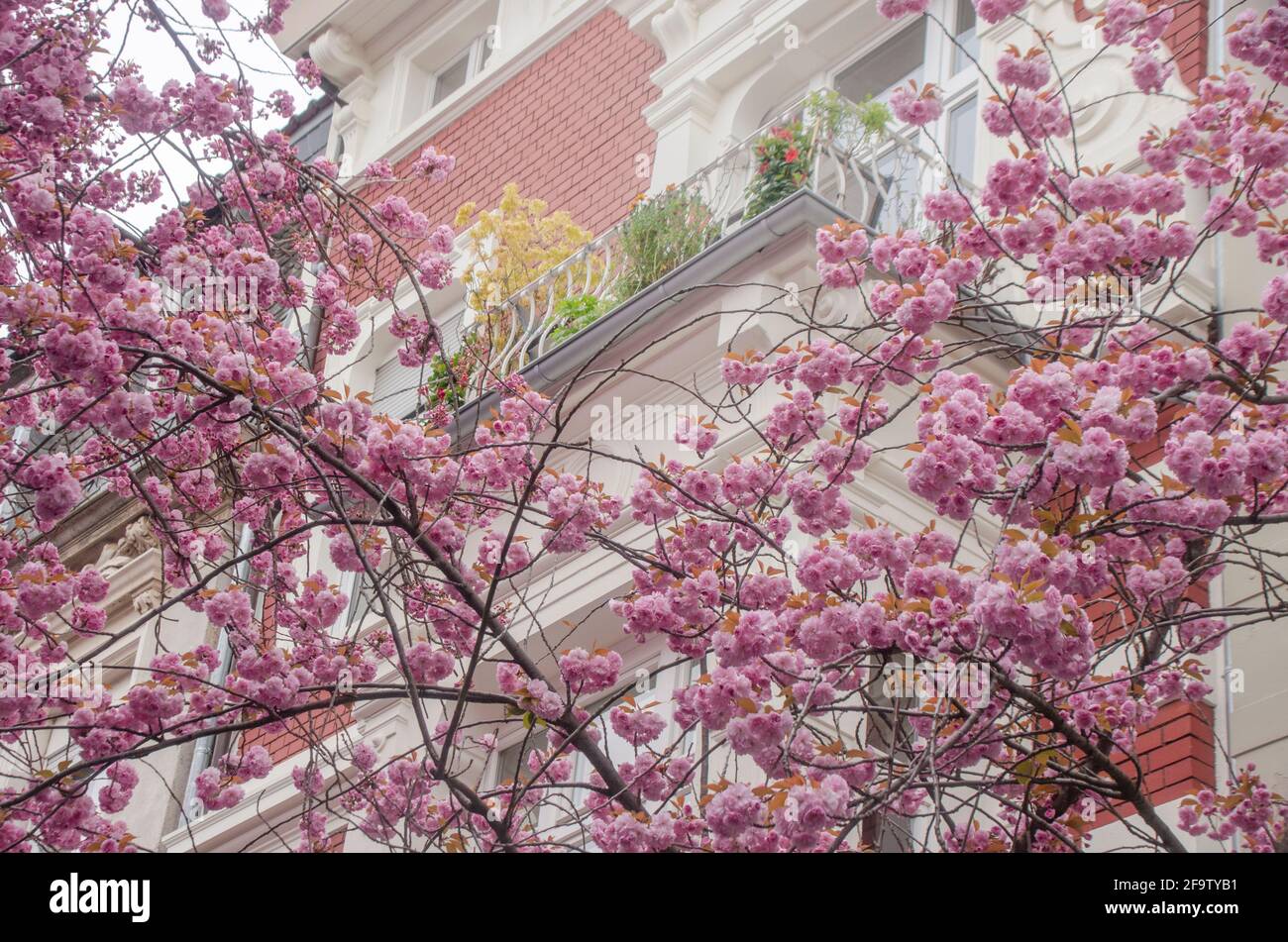 Blossom trees in bonn hi-res stock photography and images - Alamy