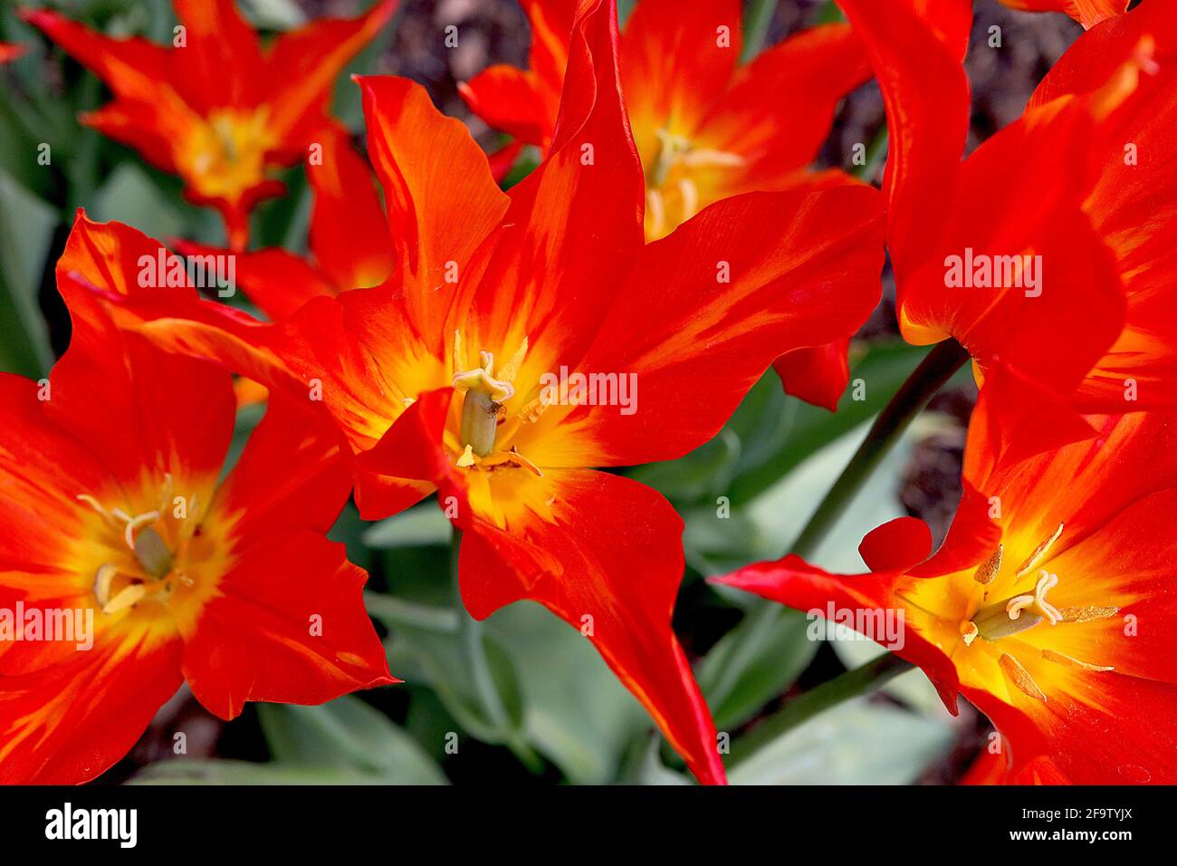 Tulip fire hi-res stock photography and images - Alamy