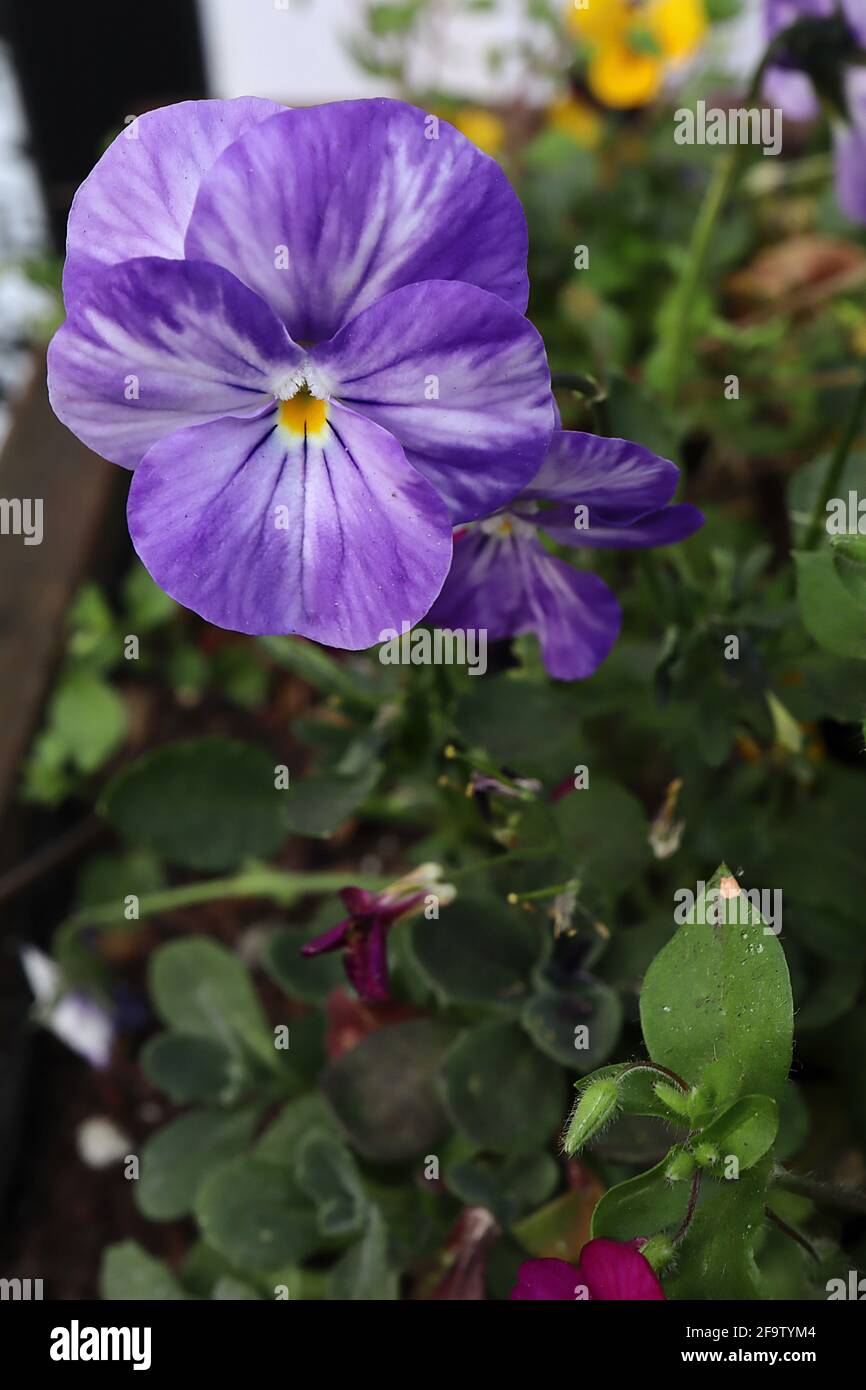 Viola viola columbine hi-res stock photography and images - Alamy