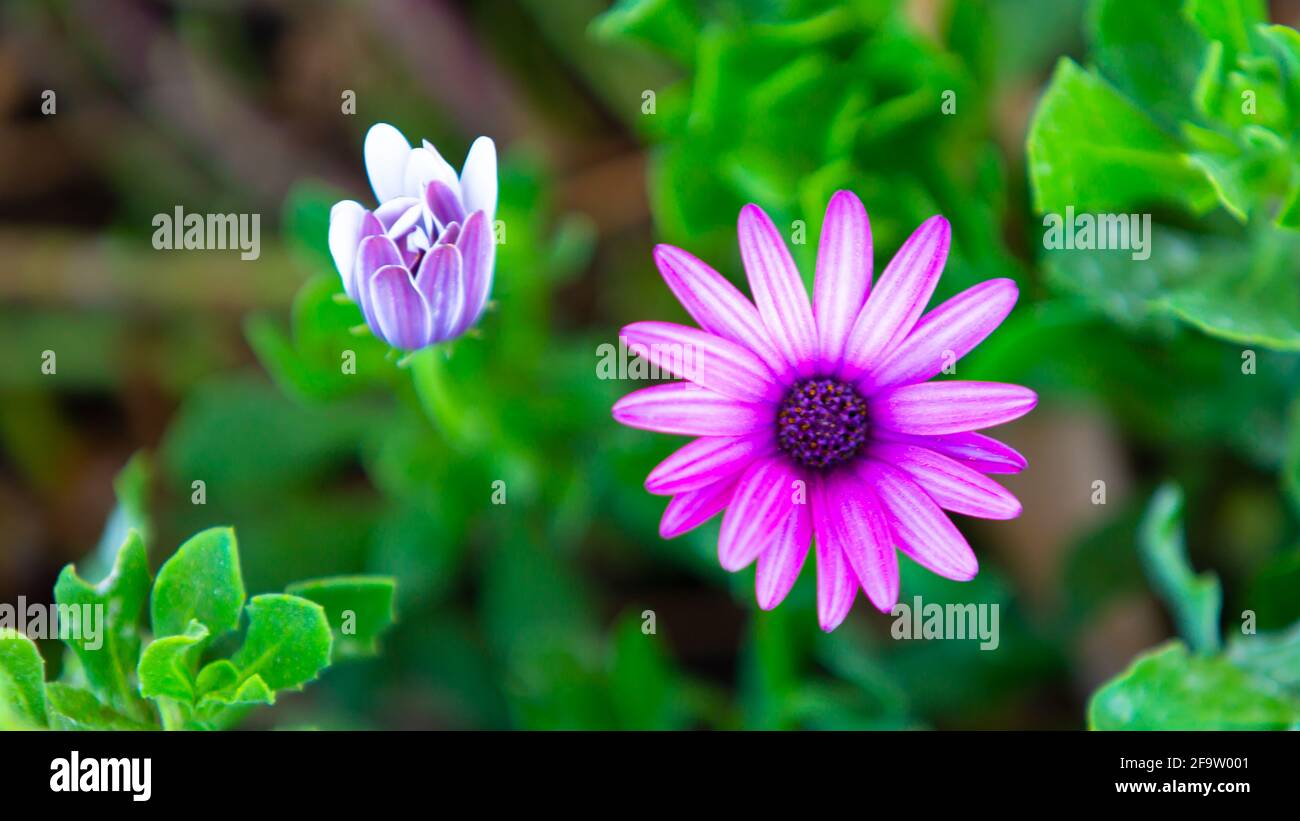 Open and closed flowers hi-res stock photography and images - Alamy