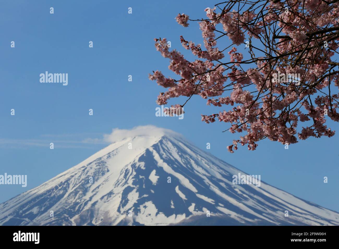 Mount Fuji and Sakura tree in blooming,Scenery of Mount Fuji in the ...