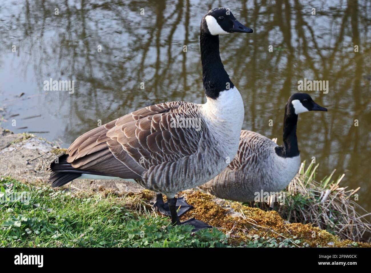 Canada geese, paired at start of breeding season Stock Photo - Alamy