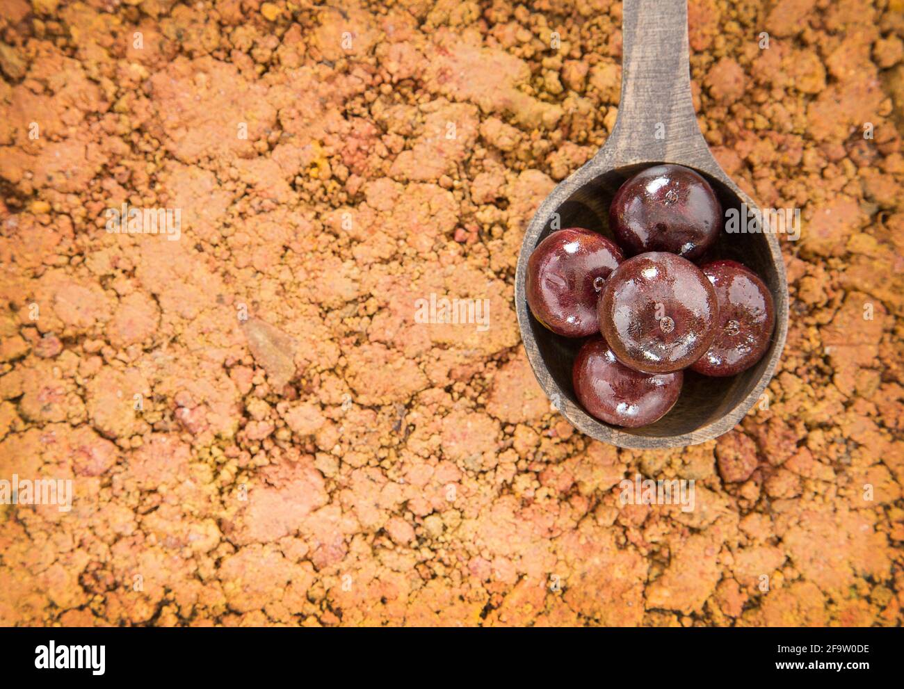 Brazilian exotic berry jabuticaba - Plinia cauliflora Stock Photo - Alamy