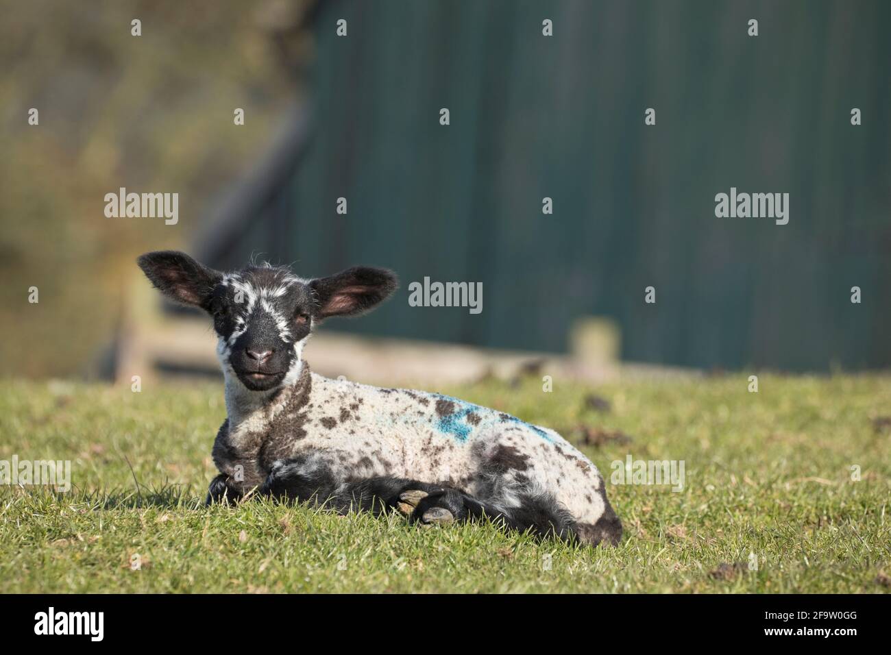 Farm animals field hi-res stock photography and images - Alamy