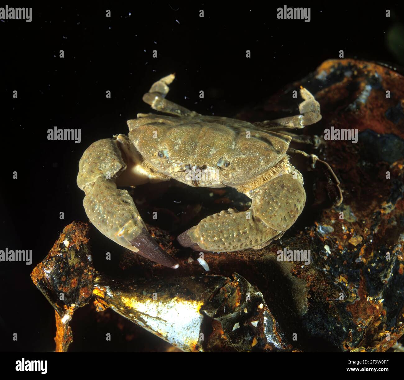 Xantho Hydrophilus High Resolution Stock Photography and Images - Alamy