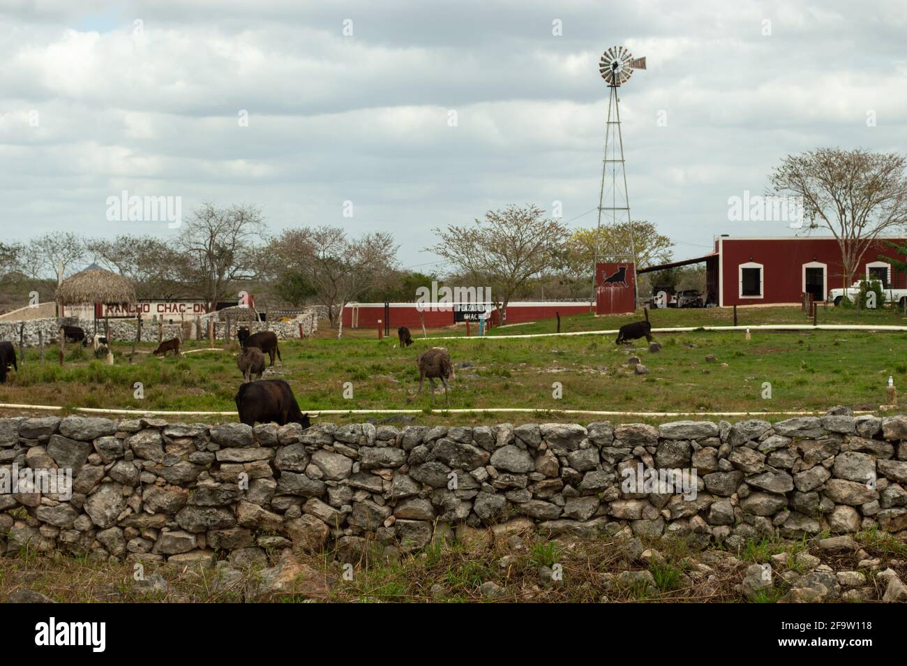 Ostrich and cow farm in Izamal, Yucatan, Mexico Stock Photo - Alamy
