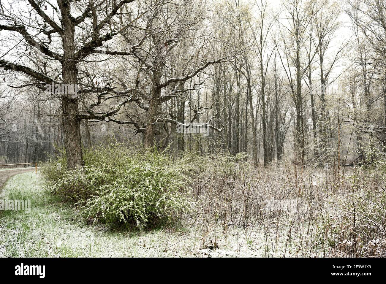 A fresh coating of snow in late spring in a northern Indiana forest ...