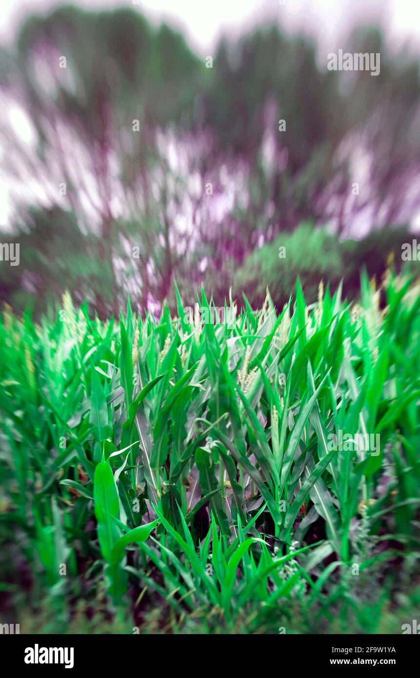 Field of maze hi-res stock photography and images - Alamy