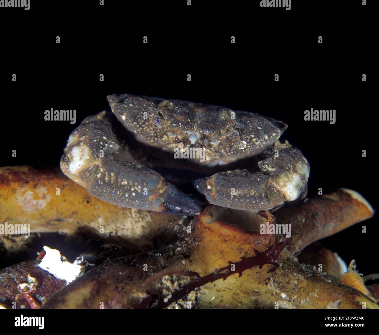 Xantho Hydrophilus High Resolution Stock Photography and Images - Alamy