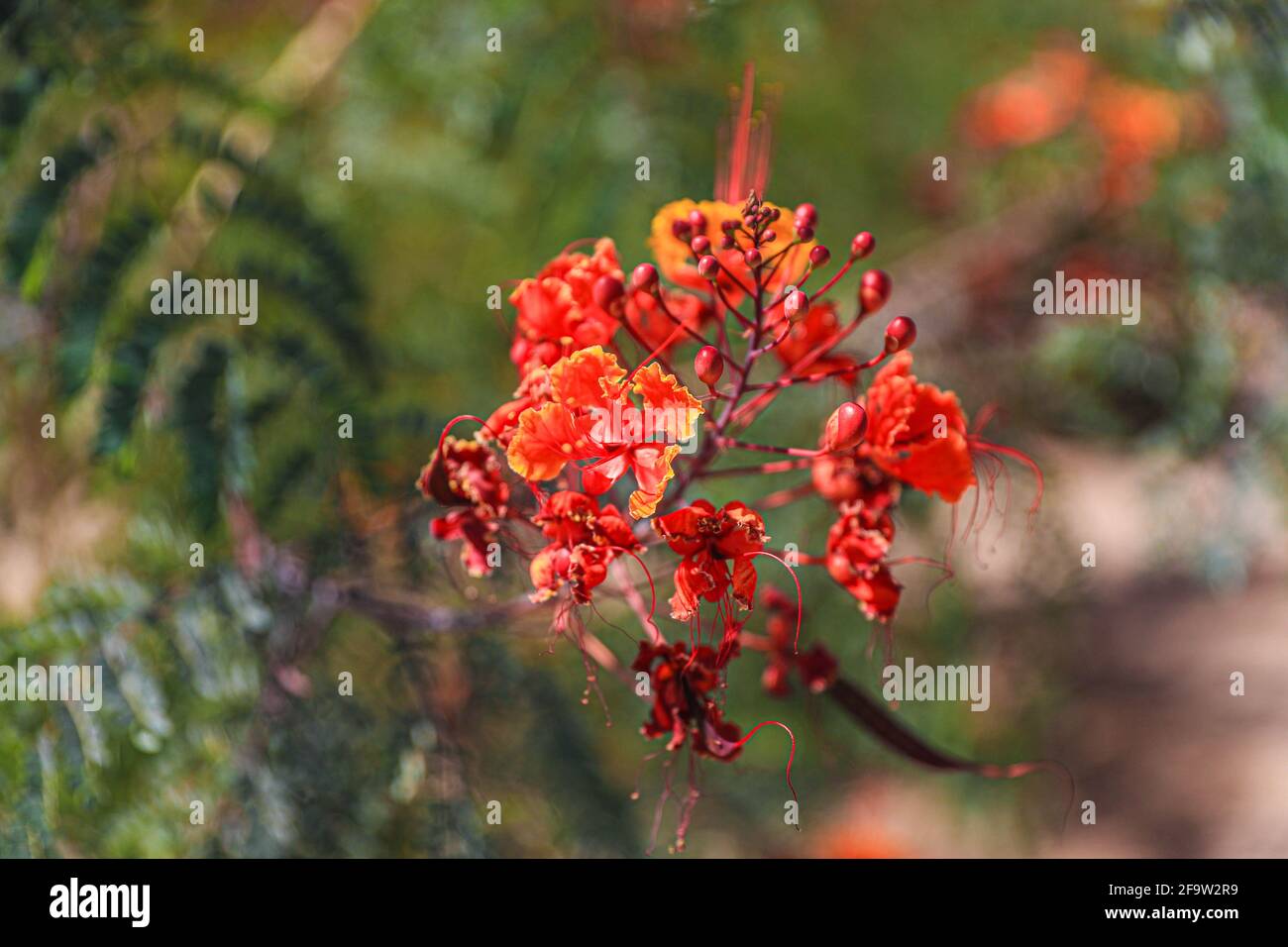 Red Tabachin tree flower, Caesalpinia pulcherrima, Delonix regia, Fire ...