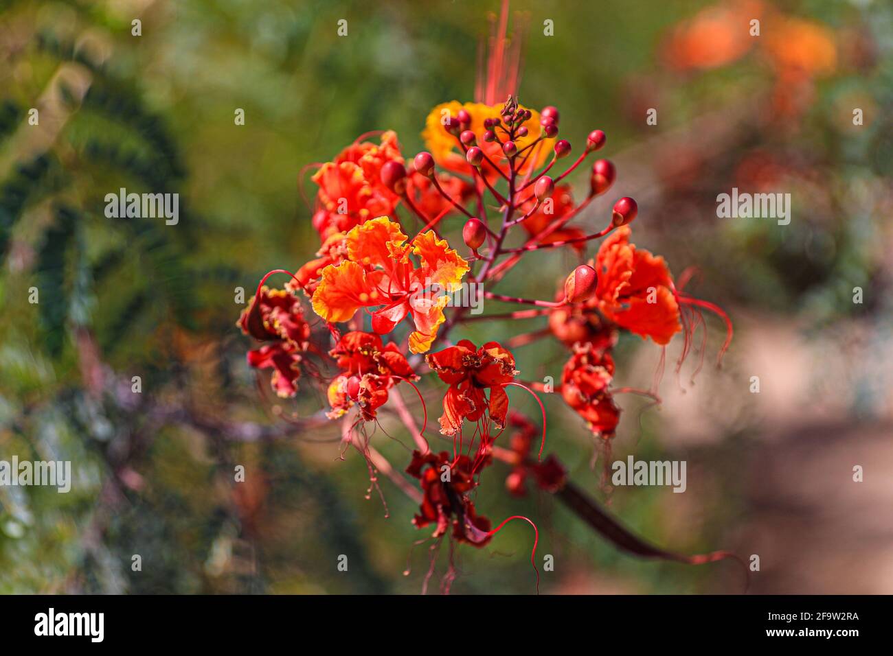 Red Tabachin tree flower, Caesalpinia pulcherrima, Delonix regia, Fire ...