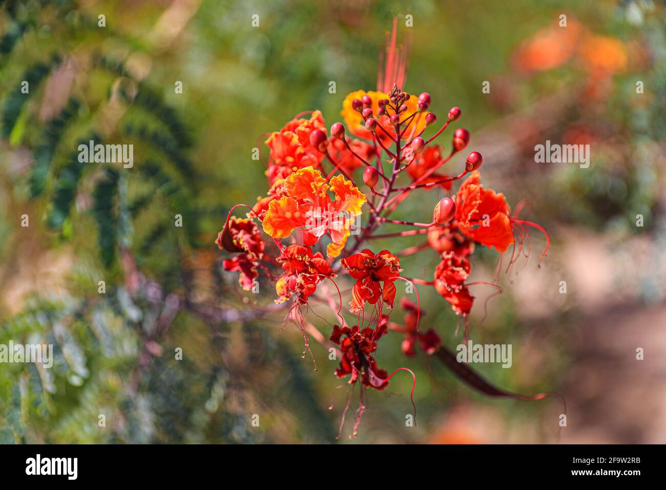 Red Tabachin tree flower, Caesalpinia pulcherrima, Delonix regia, Fire ...
