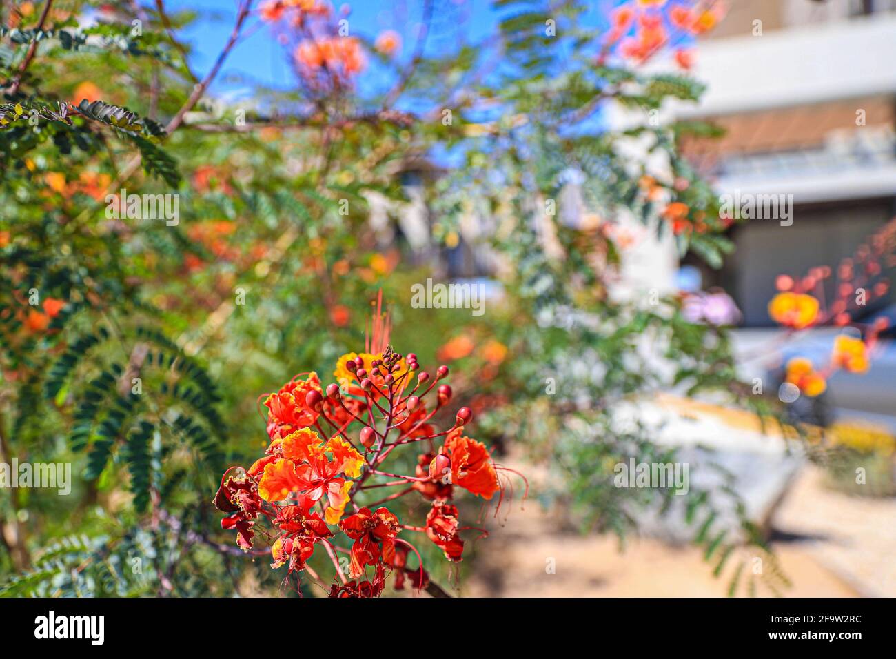 Red Tabachin tree flower, Caesalpinia pulcherrima, Delonix regia, Fire ...