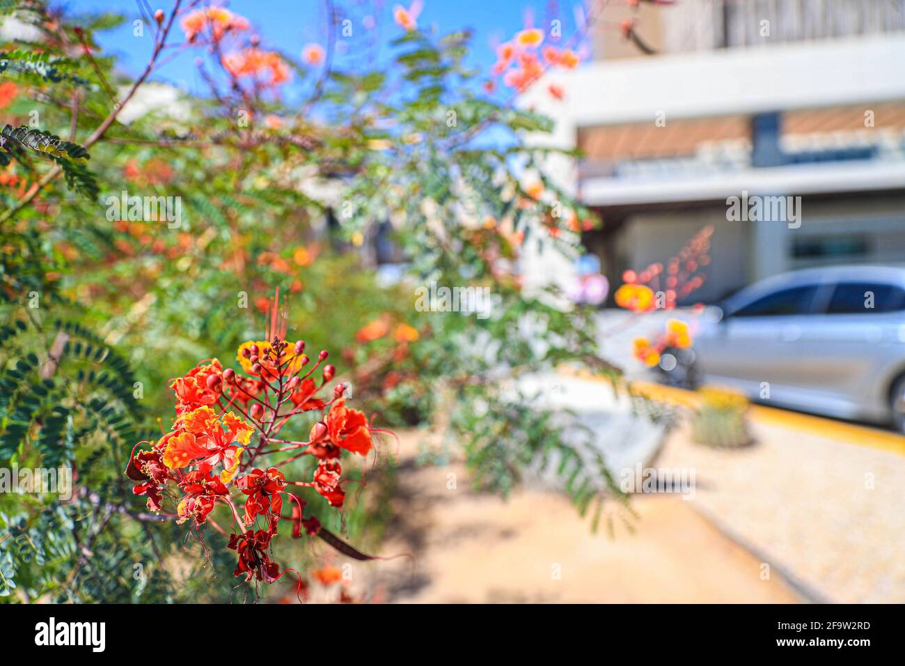 Red Tabachin tree flower, Caesalpinia pulcherrima, Delonix regia, Fire ...