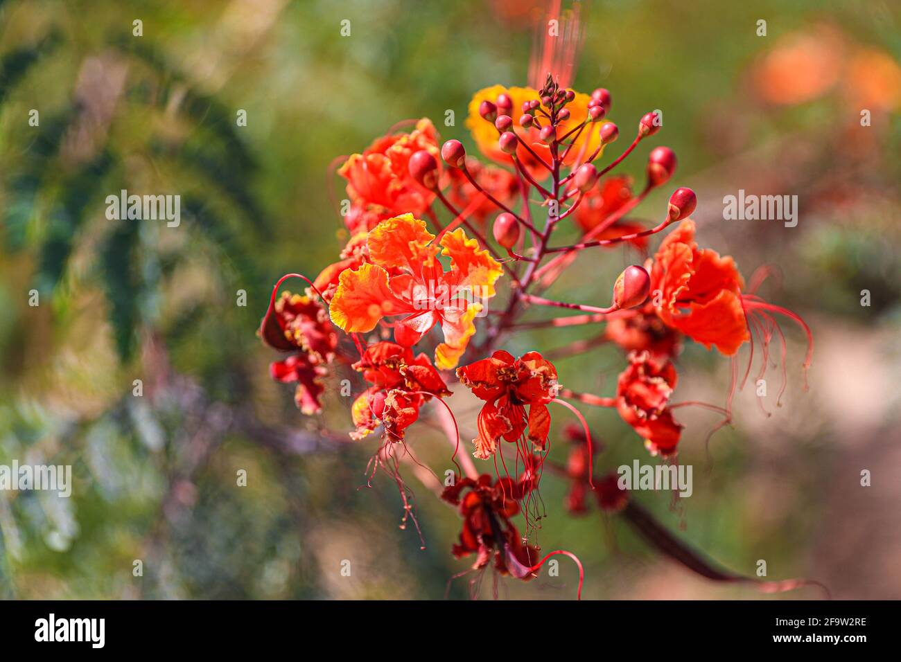 Red Tabachin tree flower, Caesalpinia pulcherrima, Delonix regia, Fire ...