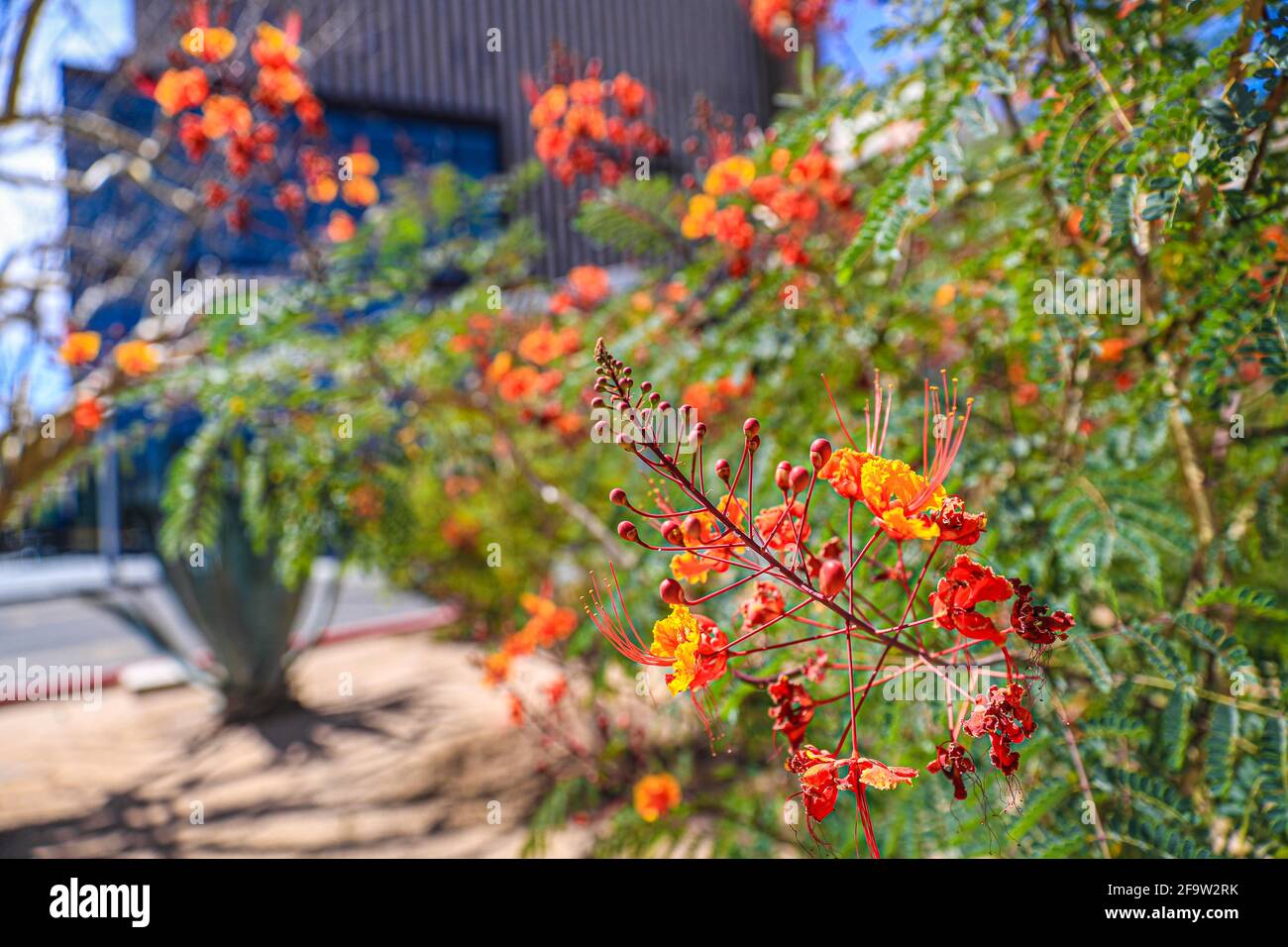 Red Tabachin tree flower, Caesalpinia pulcherrima, Delonix regia, Fire ...