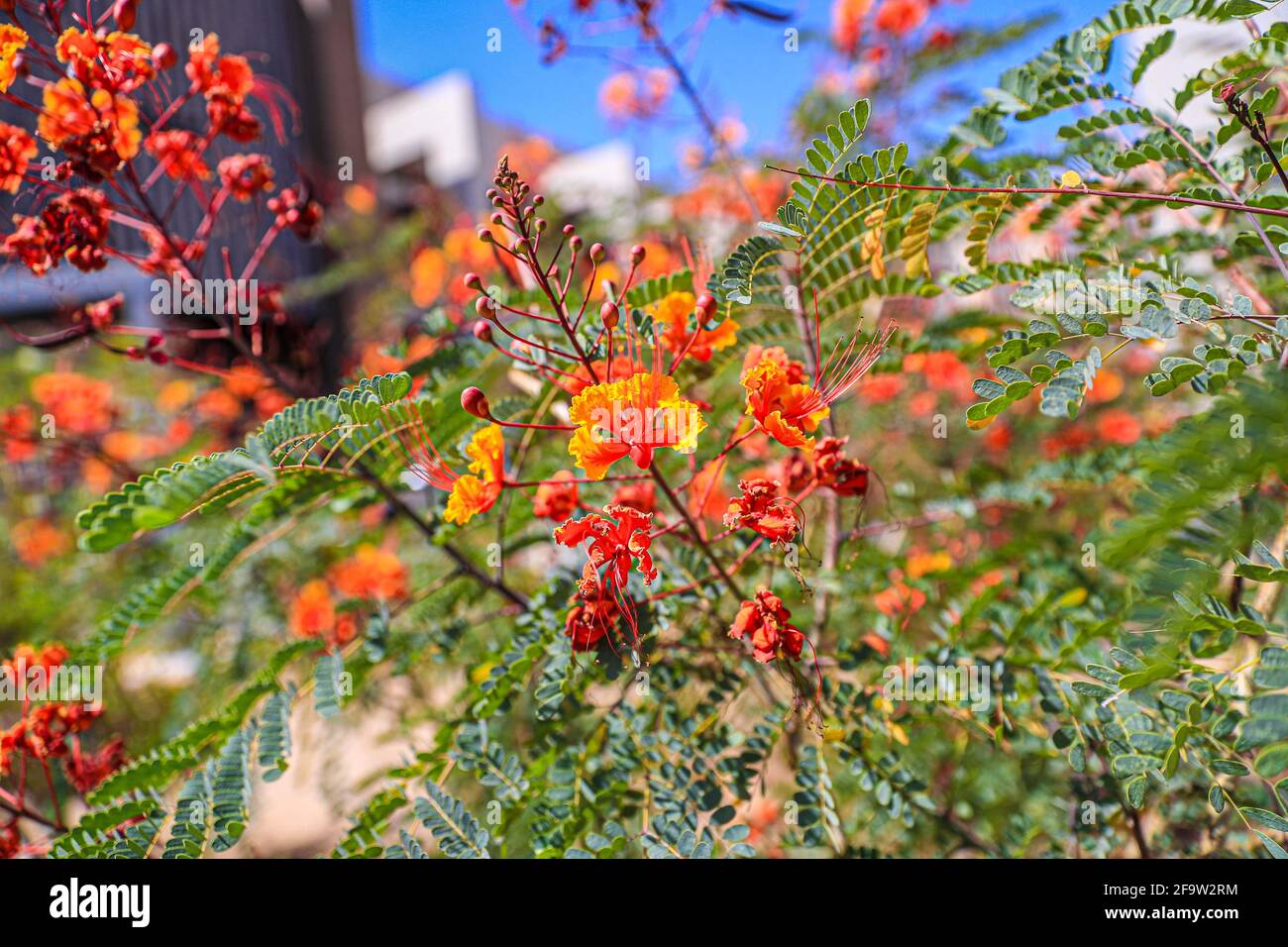 Tabachin hi-res stock photography and images - Alamy